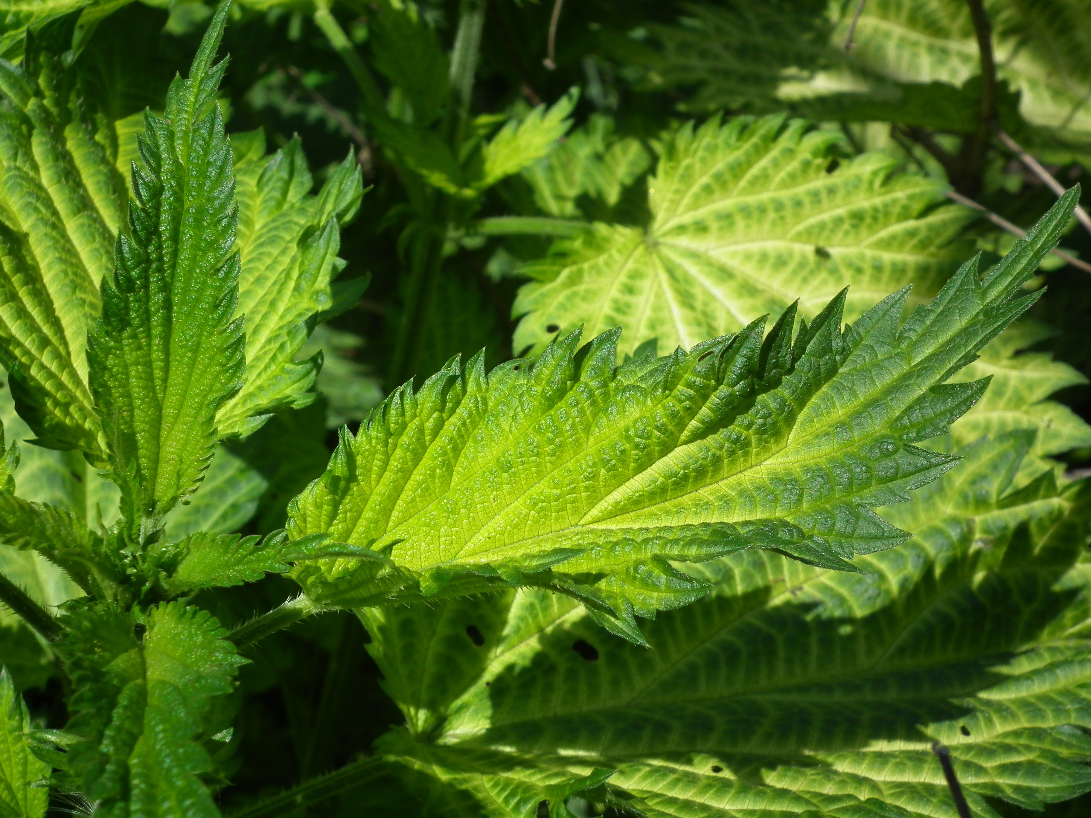 Nettle Green Scratchy grass free image download