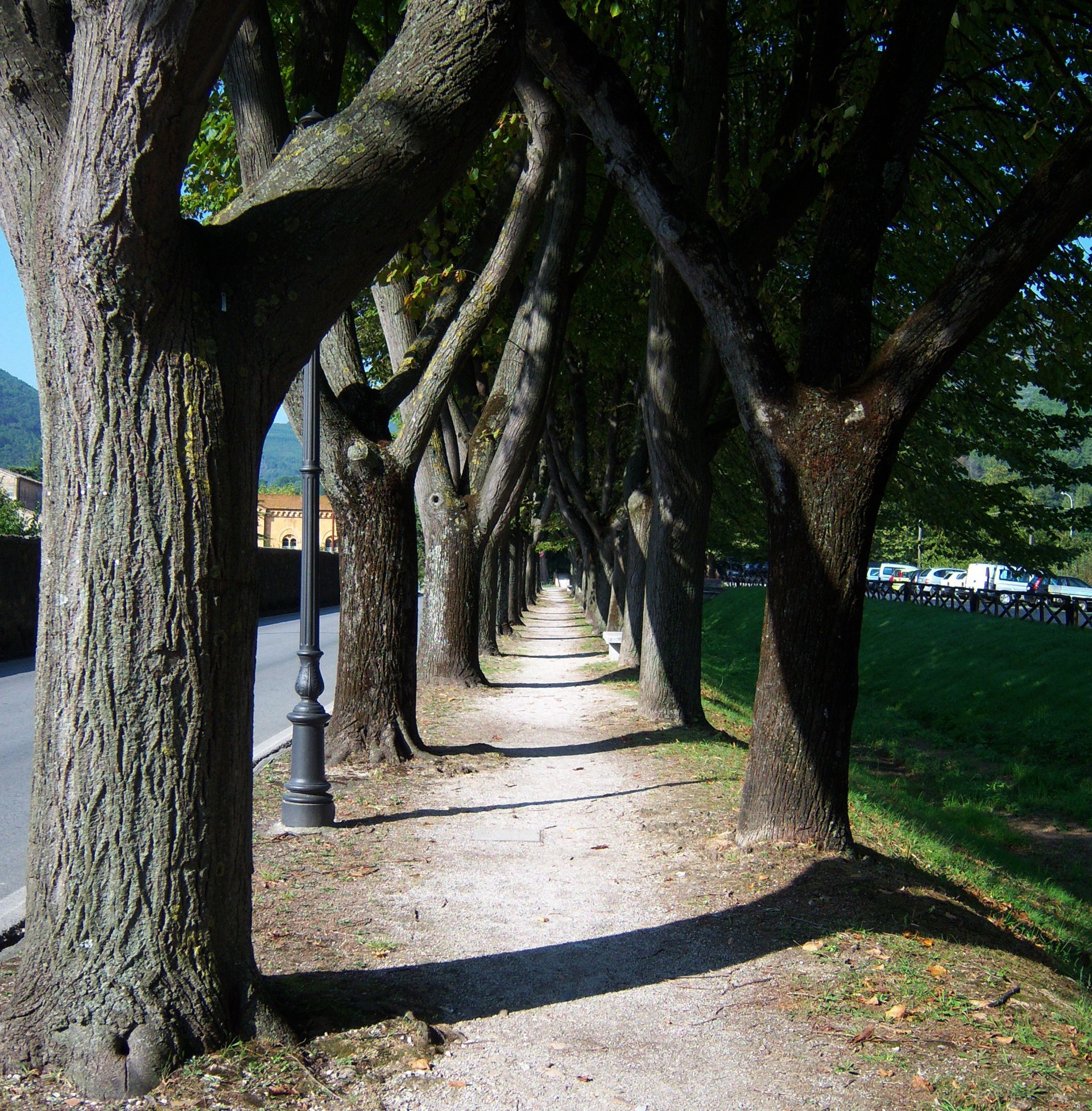 Trees Walkway Pathways free image download