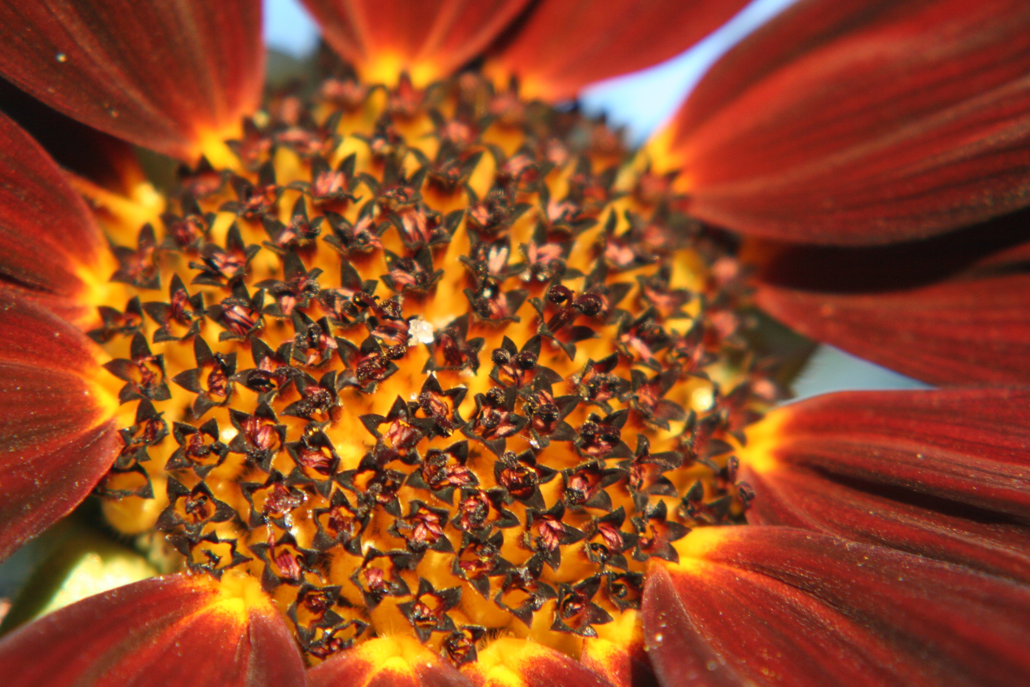 Sunflower Macro free image download