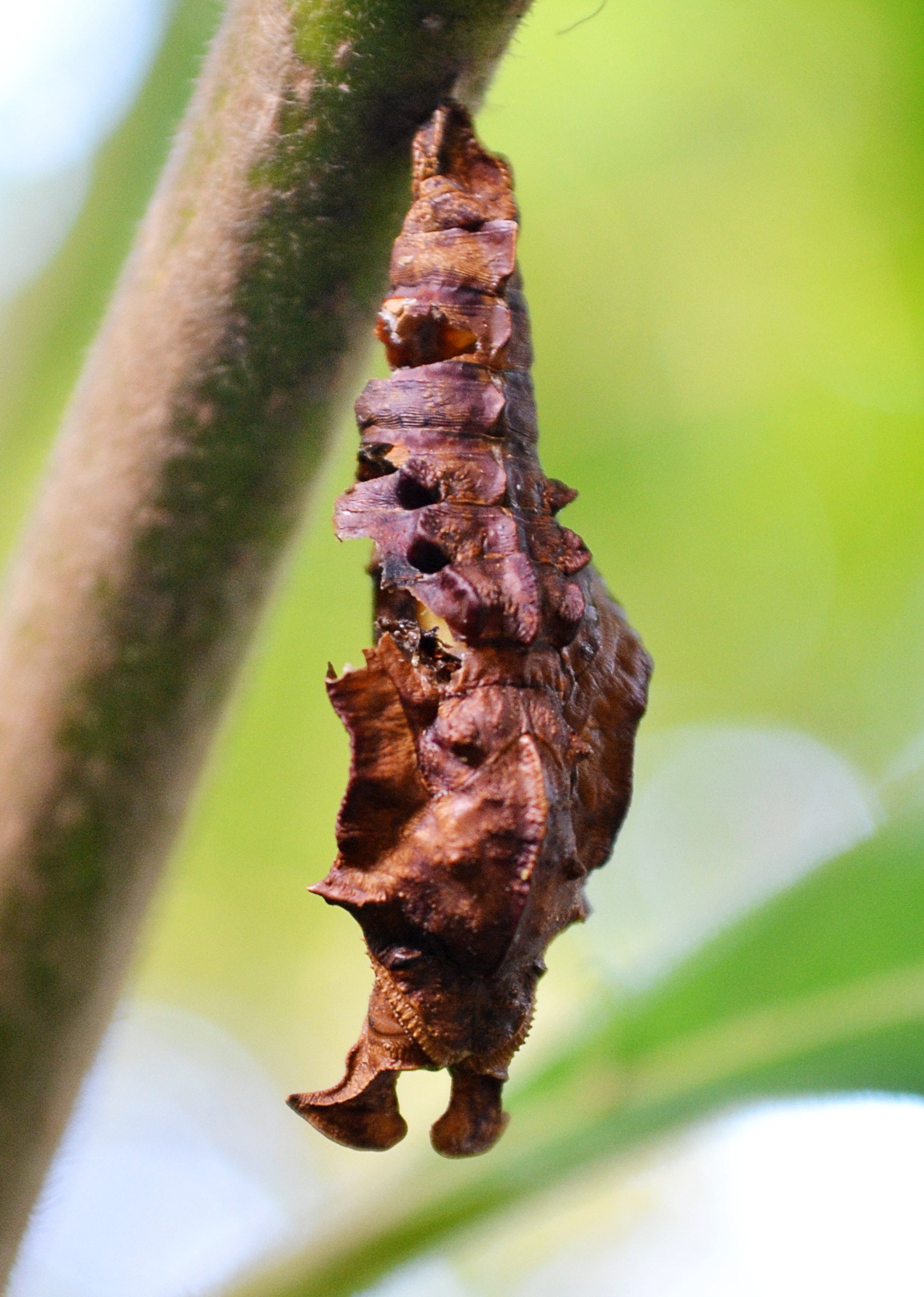 Close-up of the brown pupa on the branch, among the green leaves, in ...