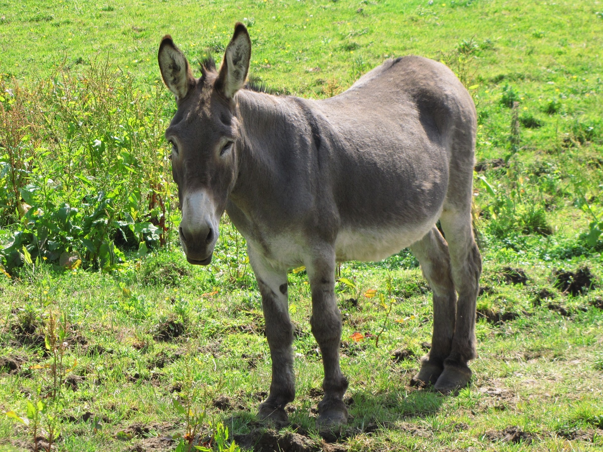 Donkey Jackass Horse on meadow free image download