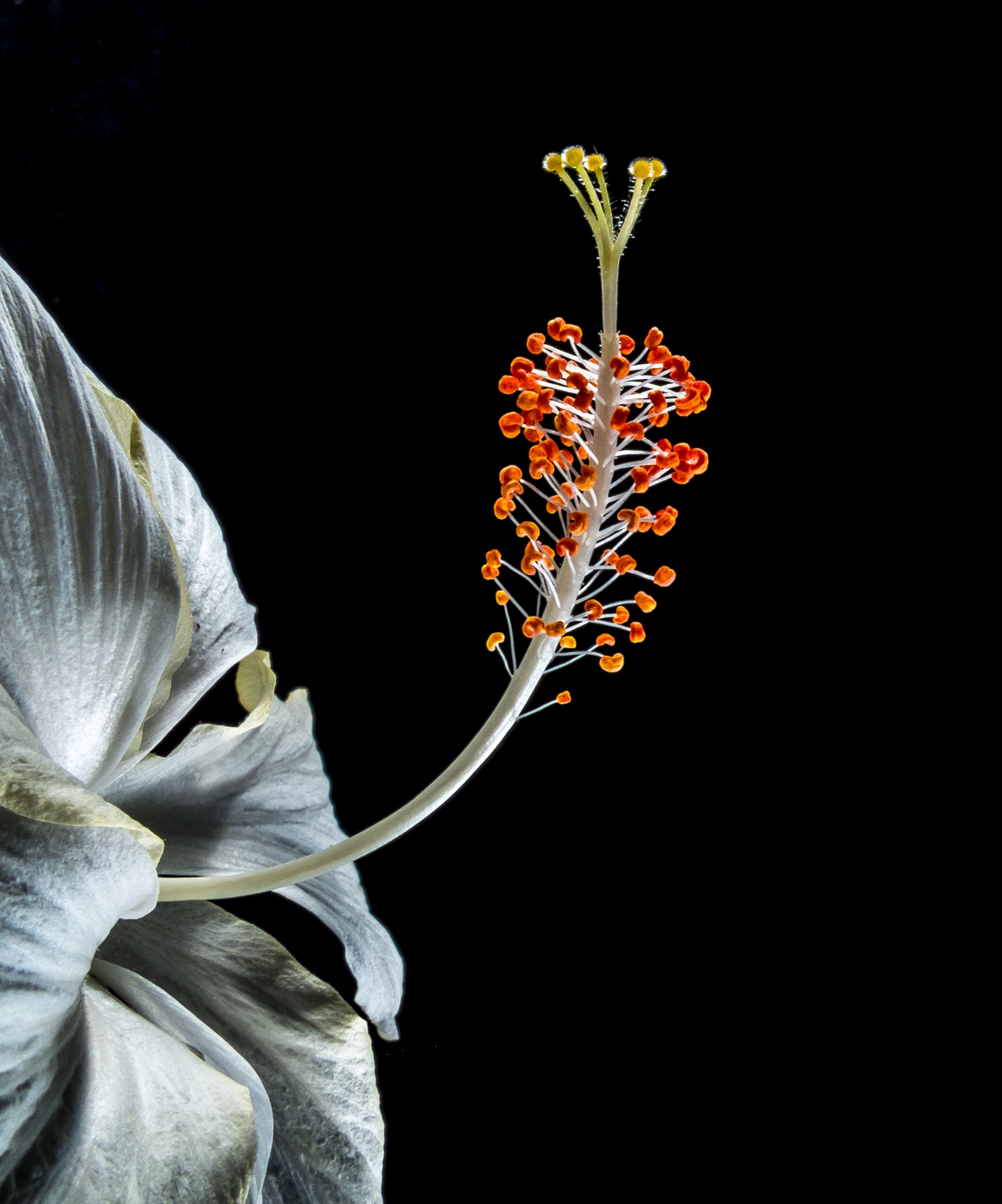 Goodly Hibiscus grey free image download