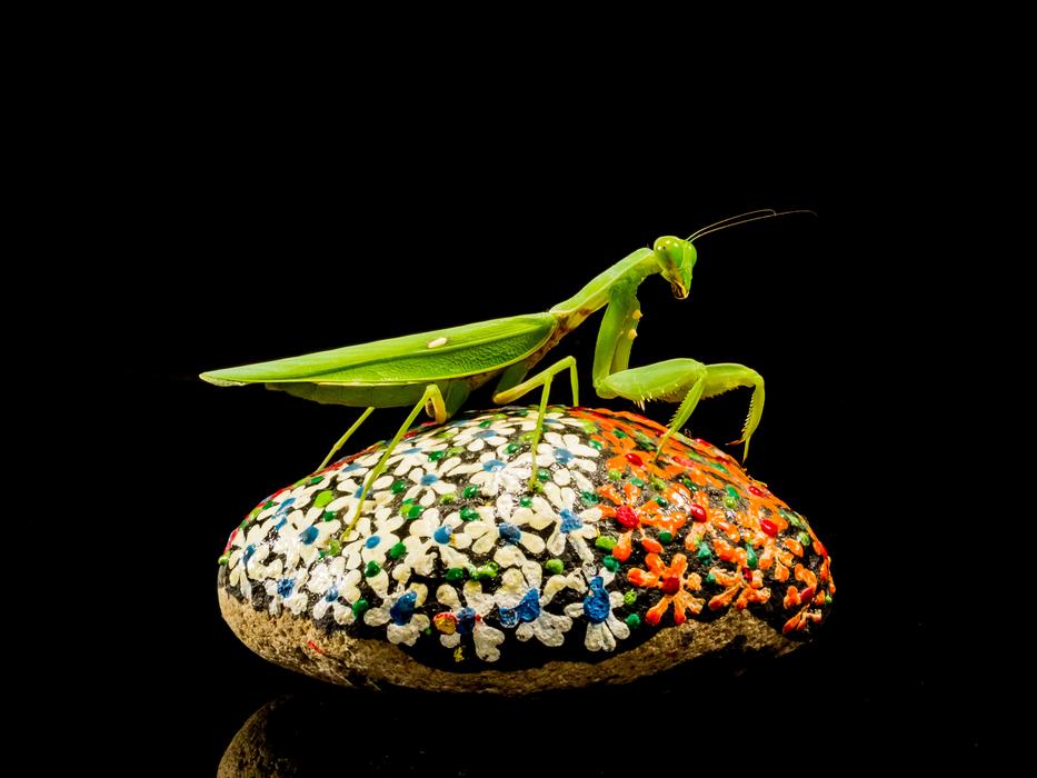 Praying Mantis Fishing Locust at dark free image download