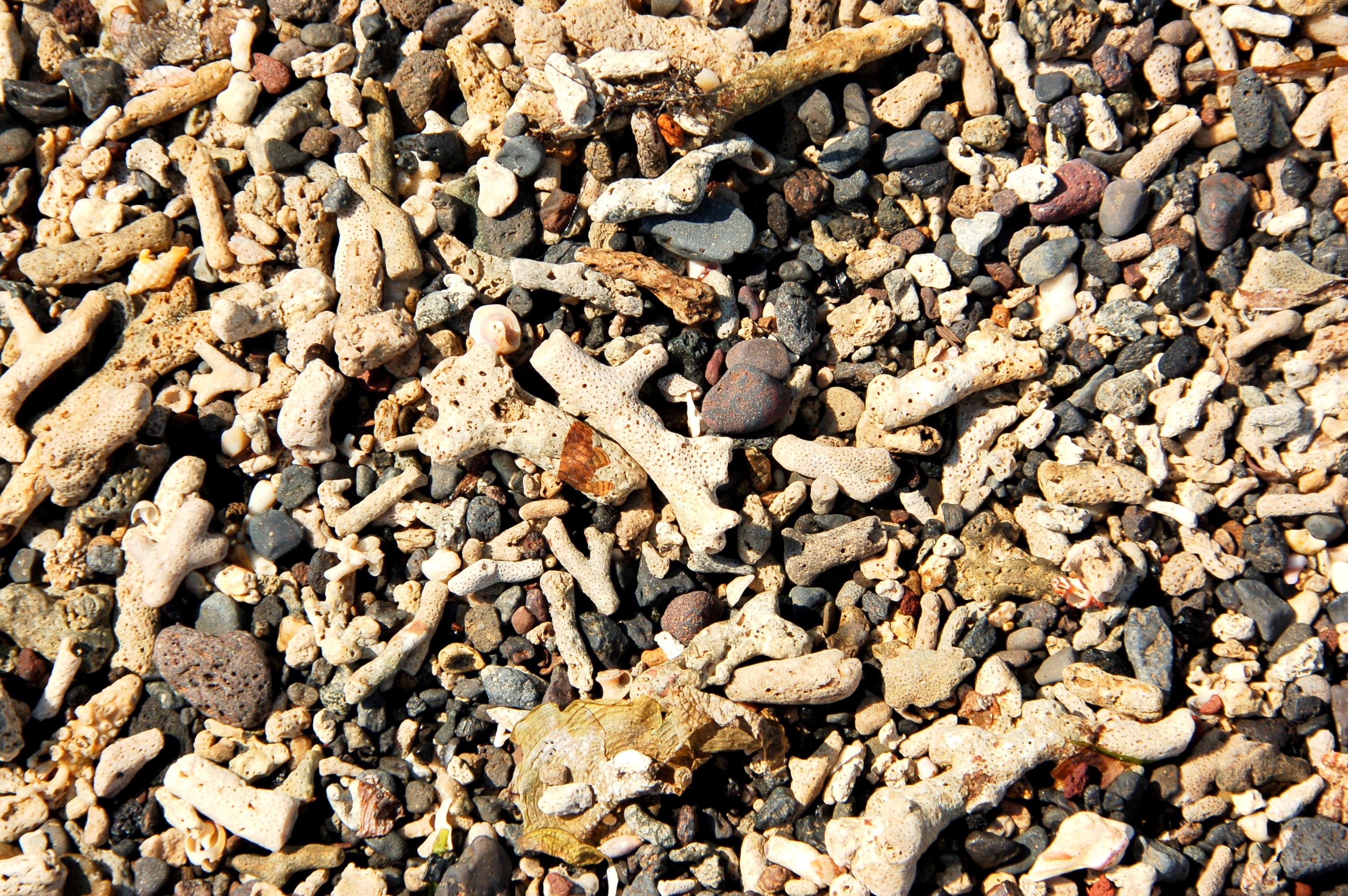 Coral Shells Sea free image download