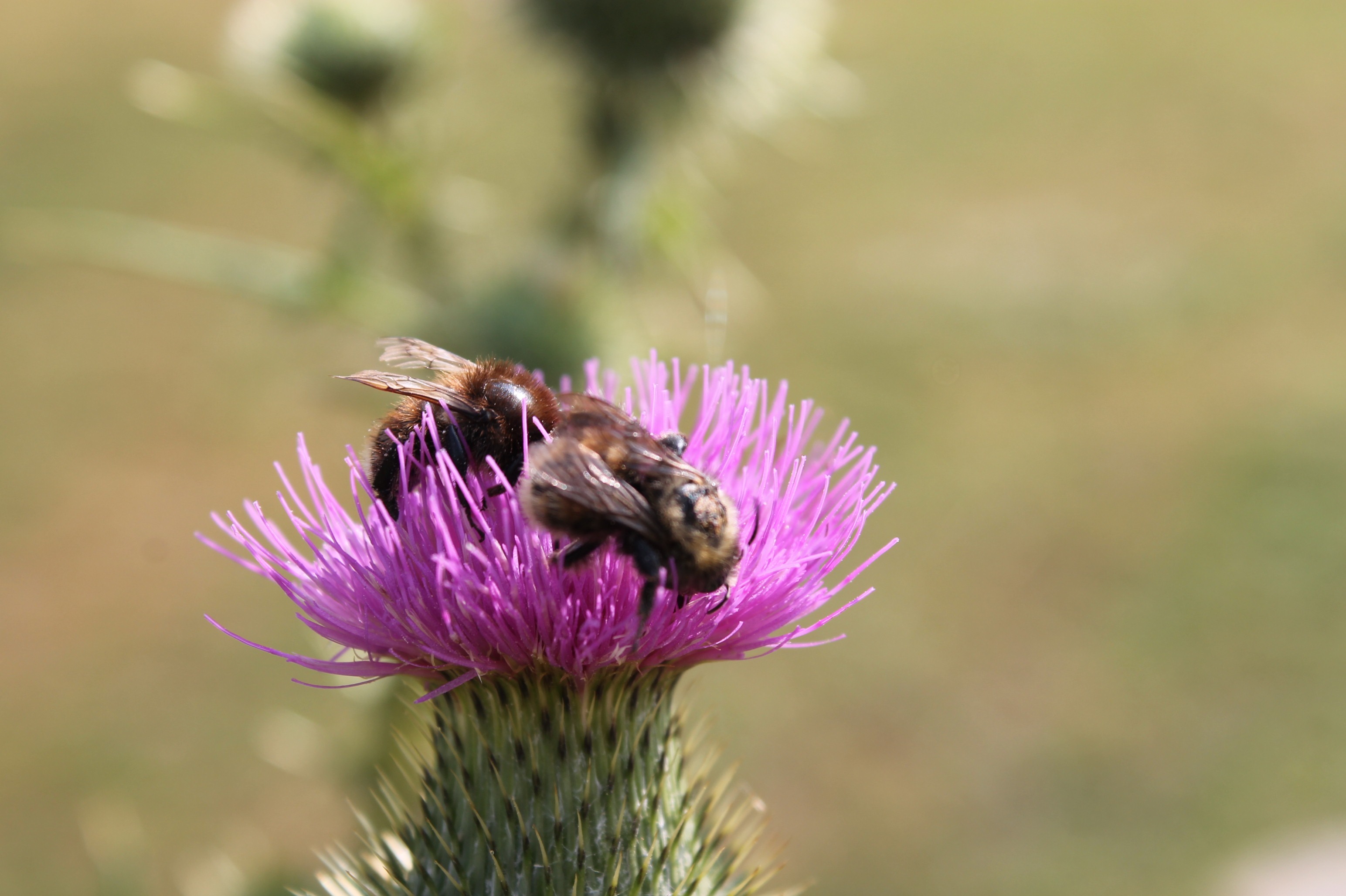 Thistle Bees free image download