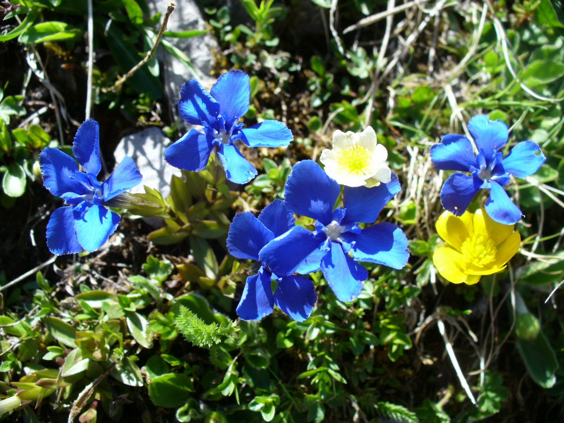 Gentian Flowers Blue Spring free image download