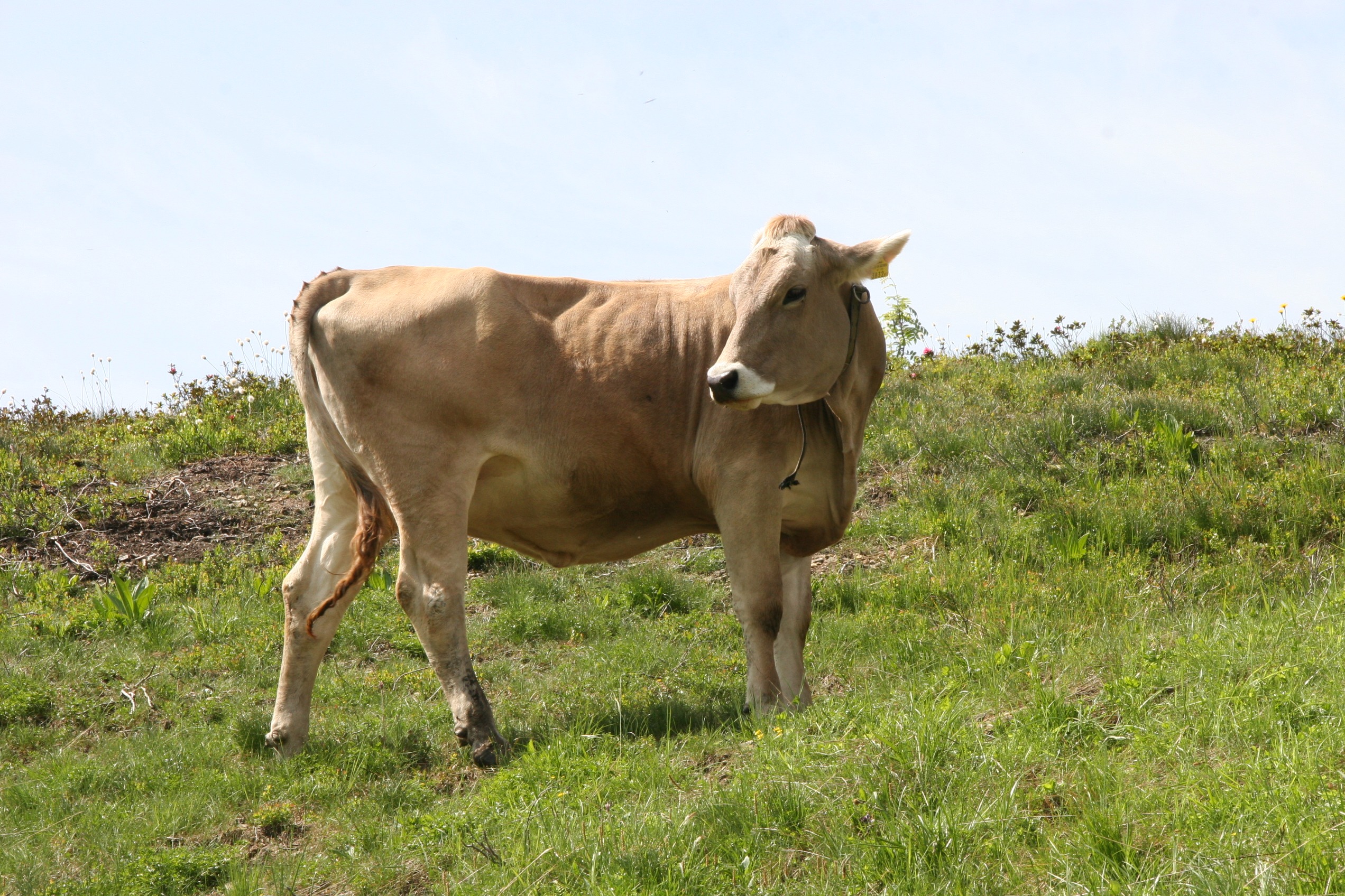 Cow Review Cattle free image download