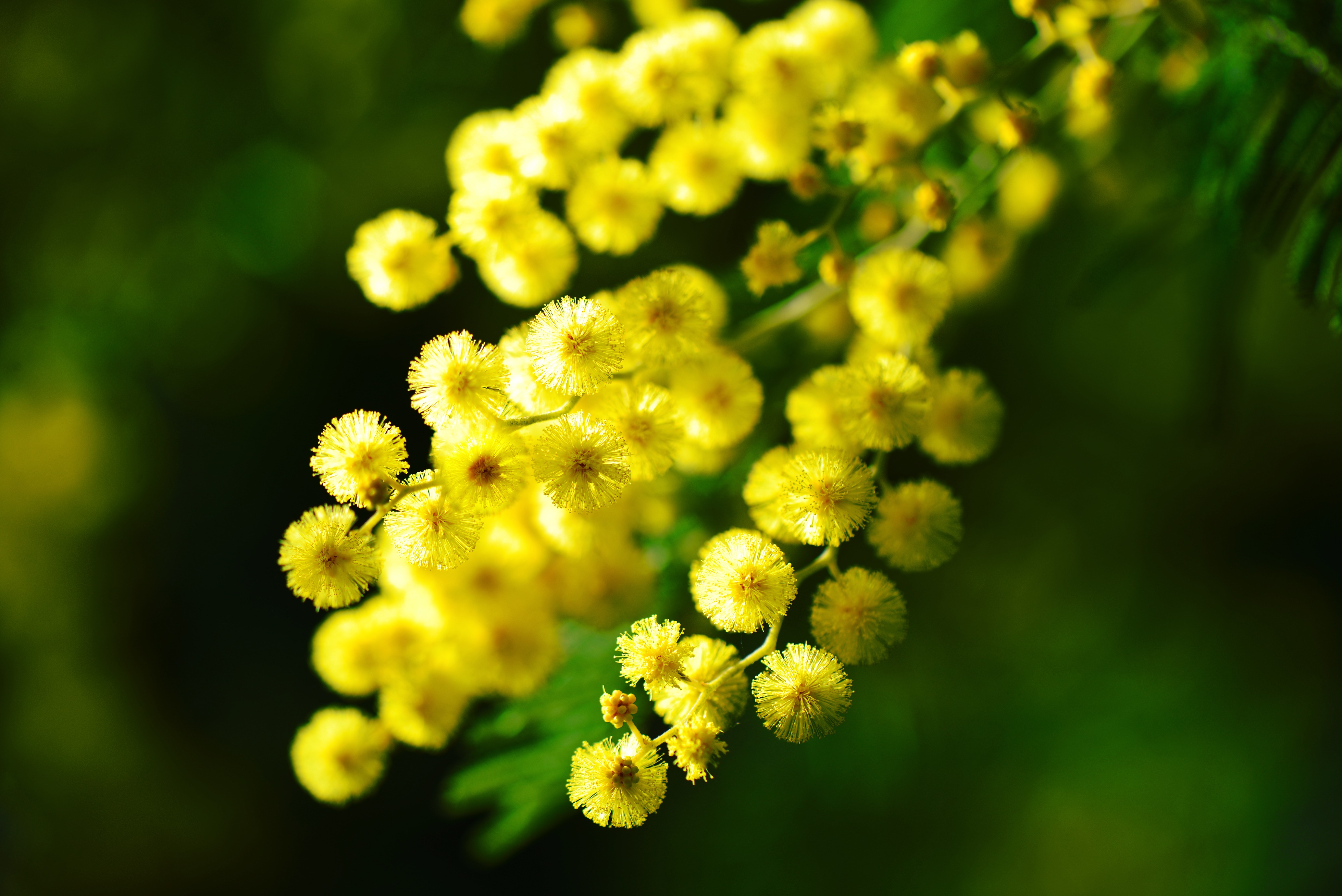 Mimosa Flower free image download