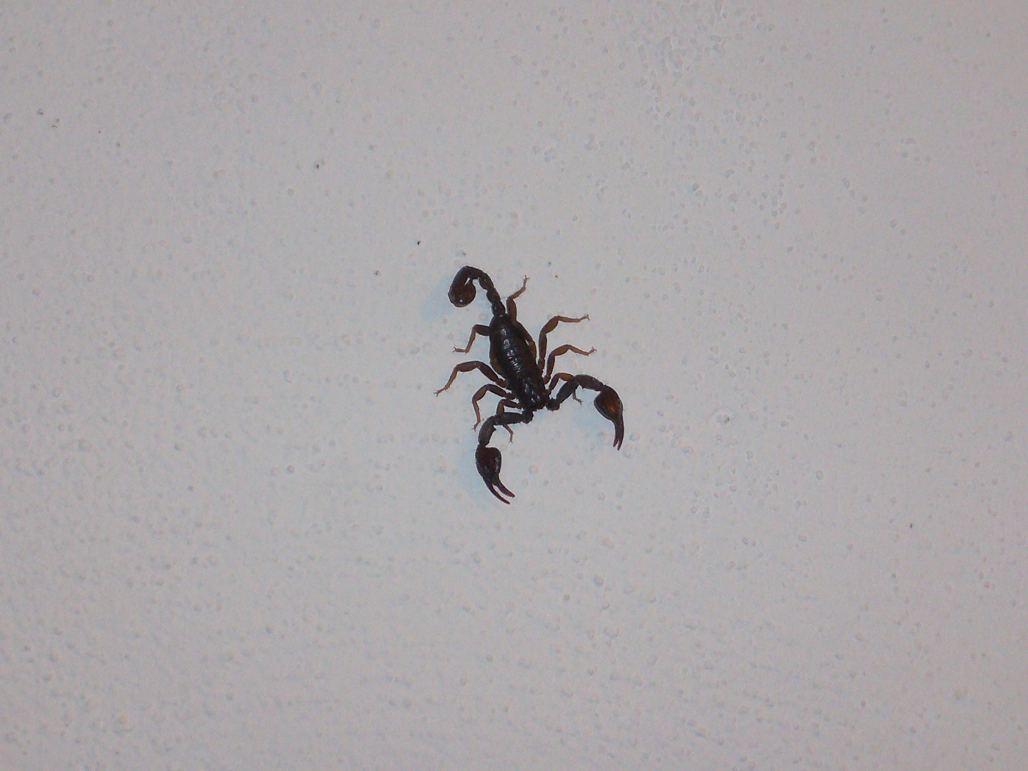 Scorpio Invertebrates free image download