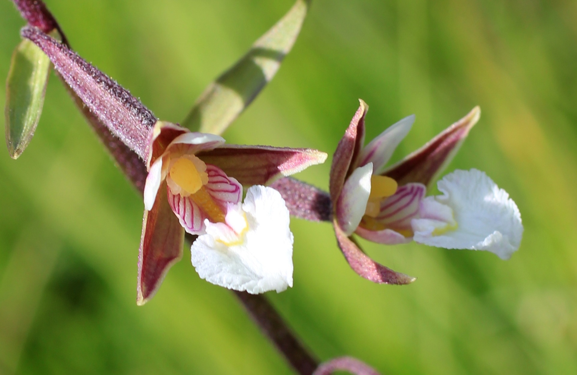 Swamp Gigantea Orchid free image download