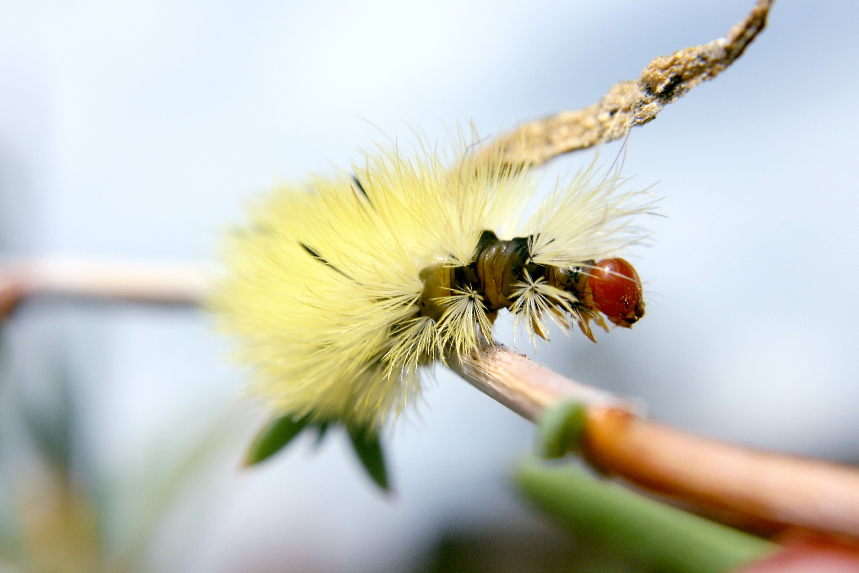 Caterpillar Macro free image download