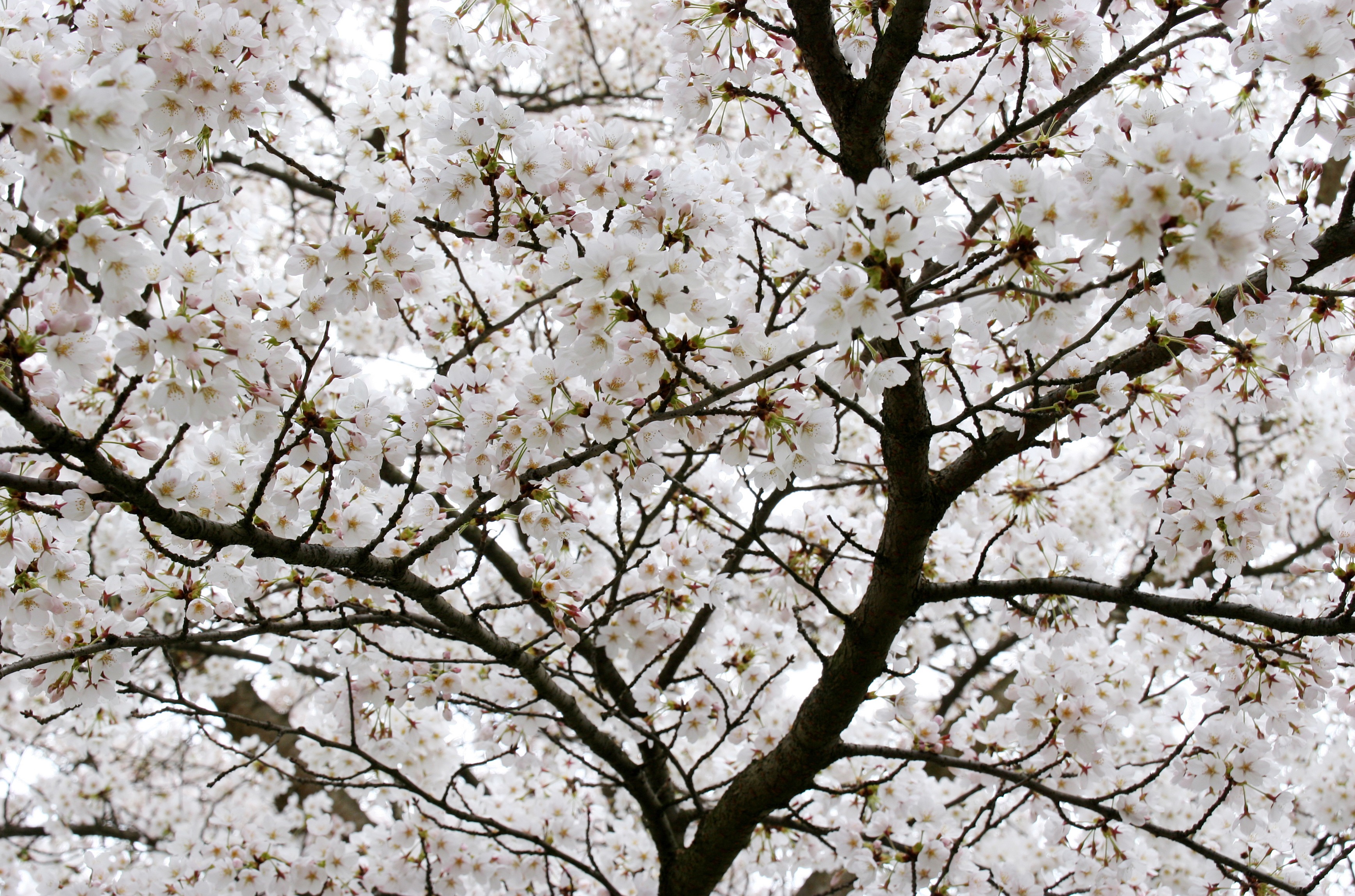 White Tree Branches Flower free image download