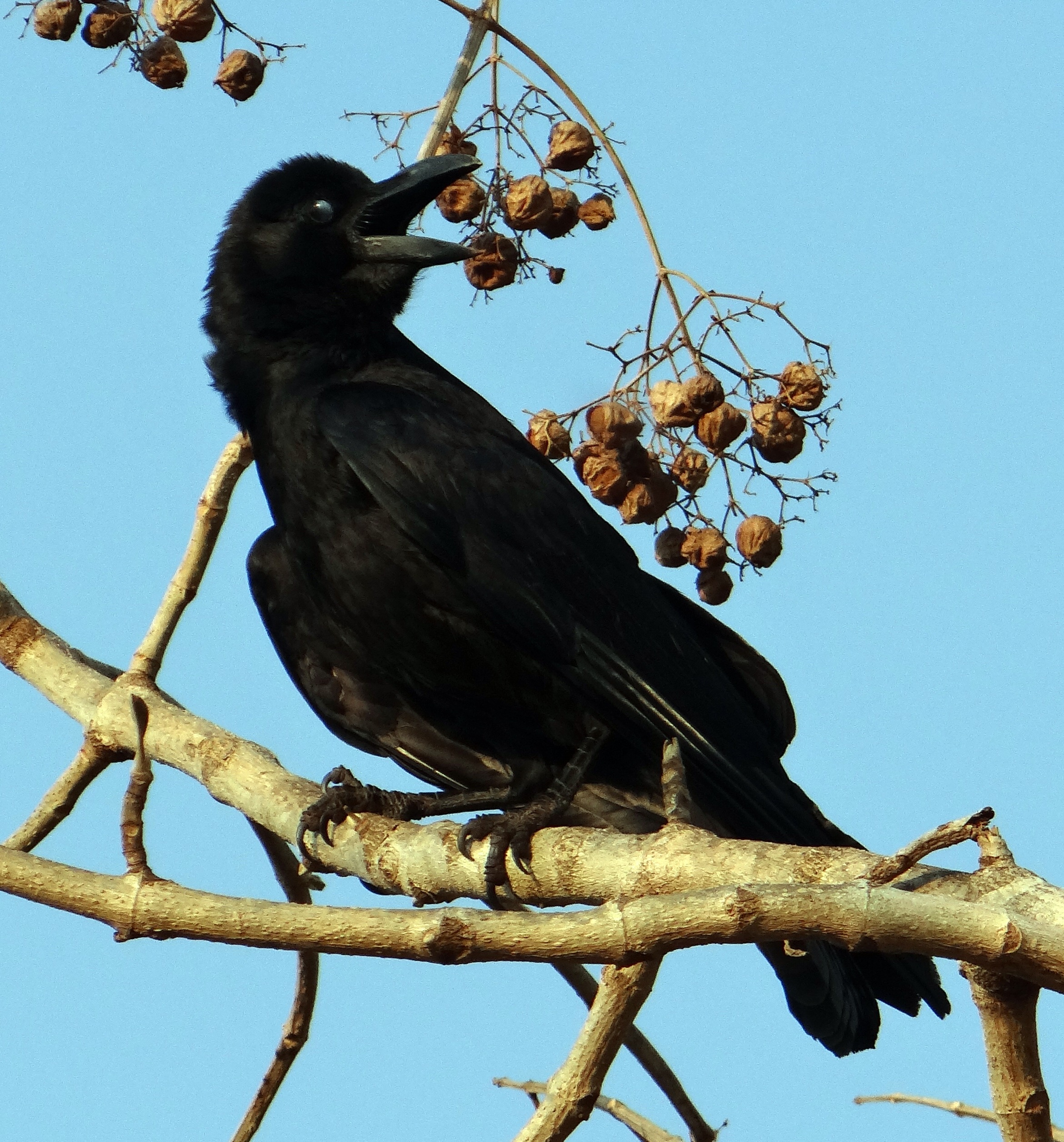 Indian Jungle Crow bird free image download
