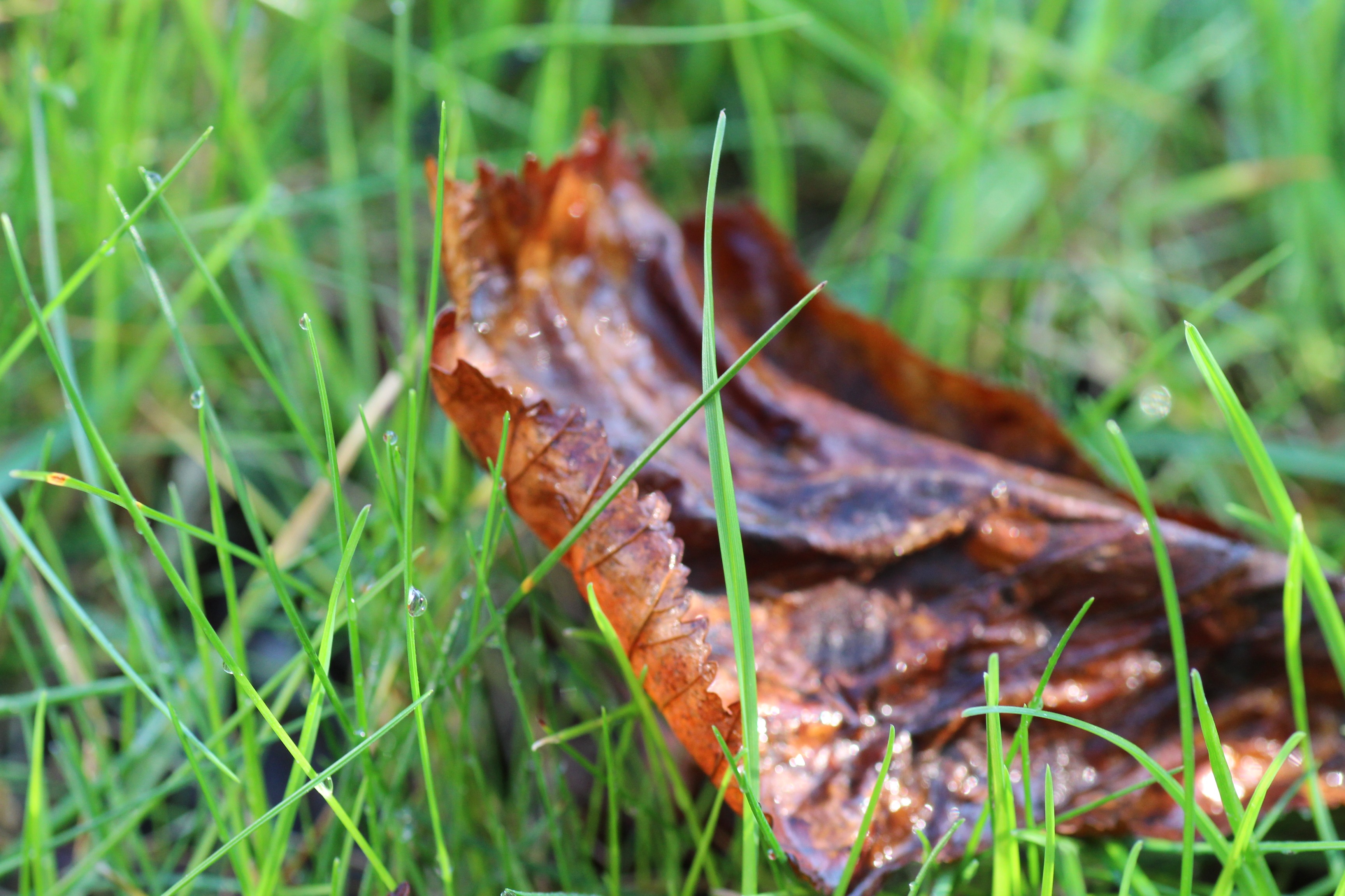 Grass Leaves Dew free image download