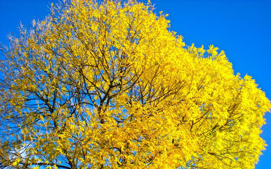 Tree Autumn Yellow free image download