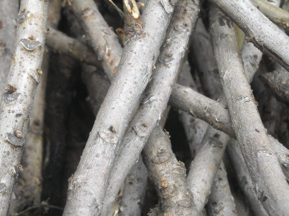 Wood The Tree free image download