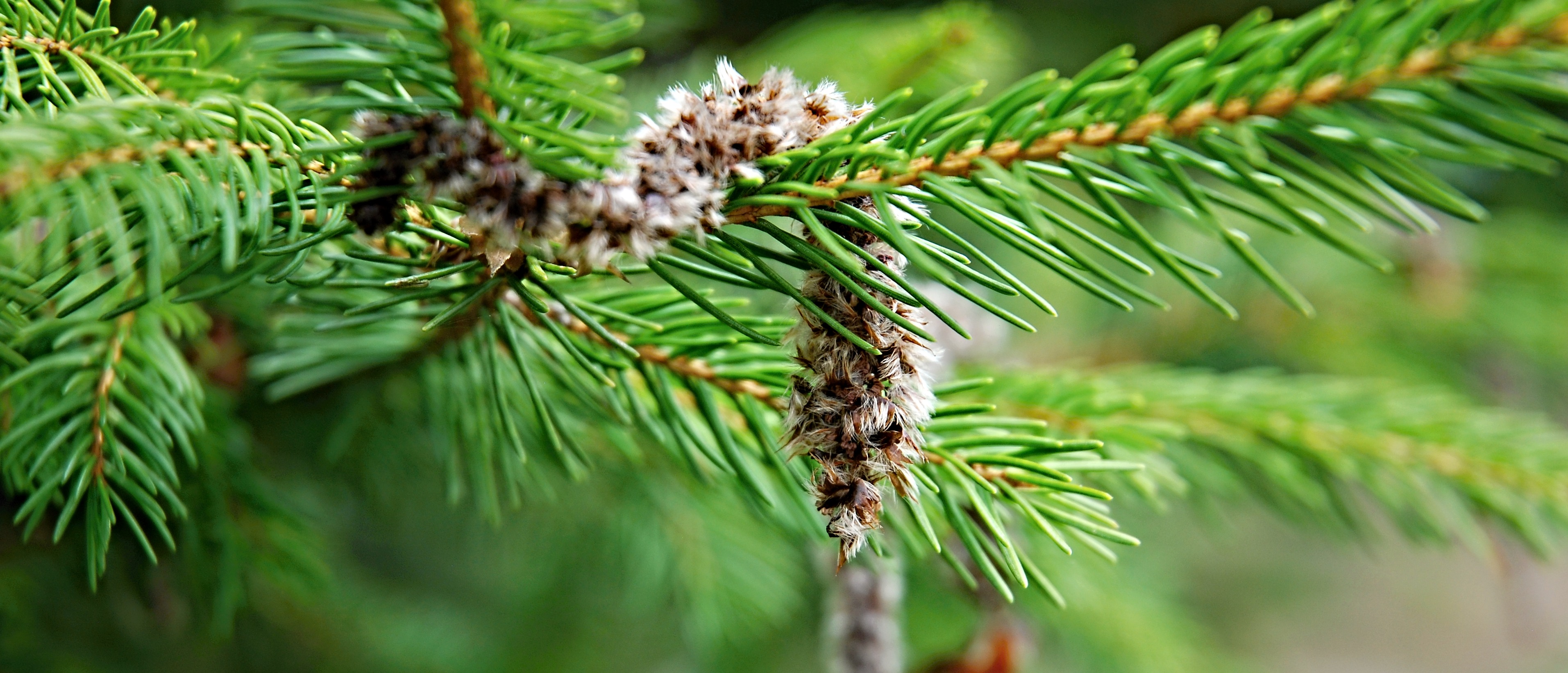 Spruce Catkin Branch free image download