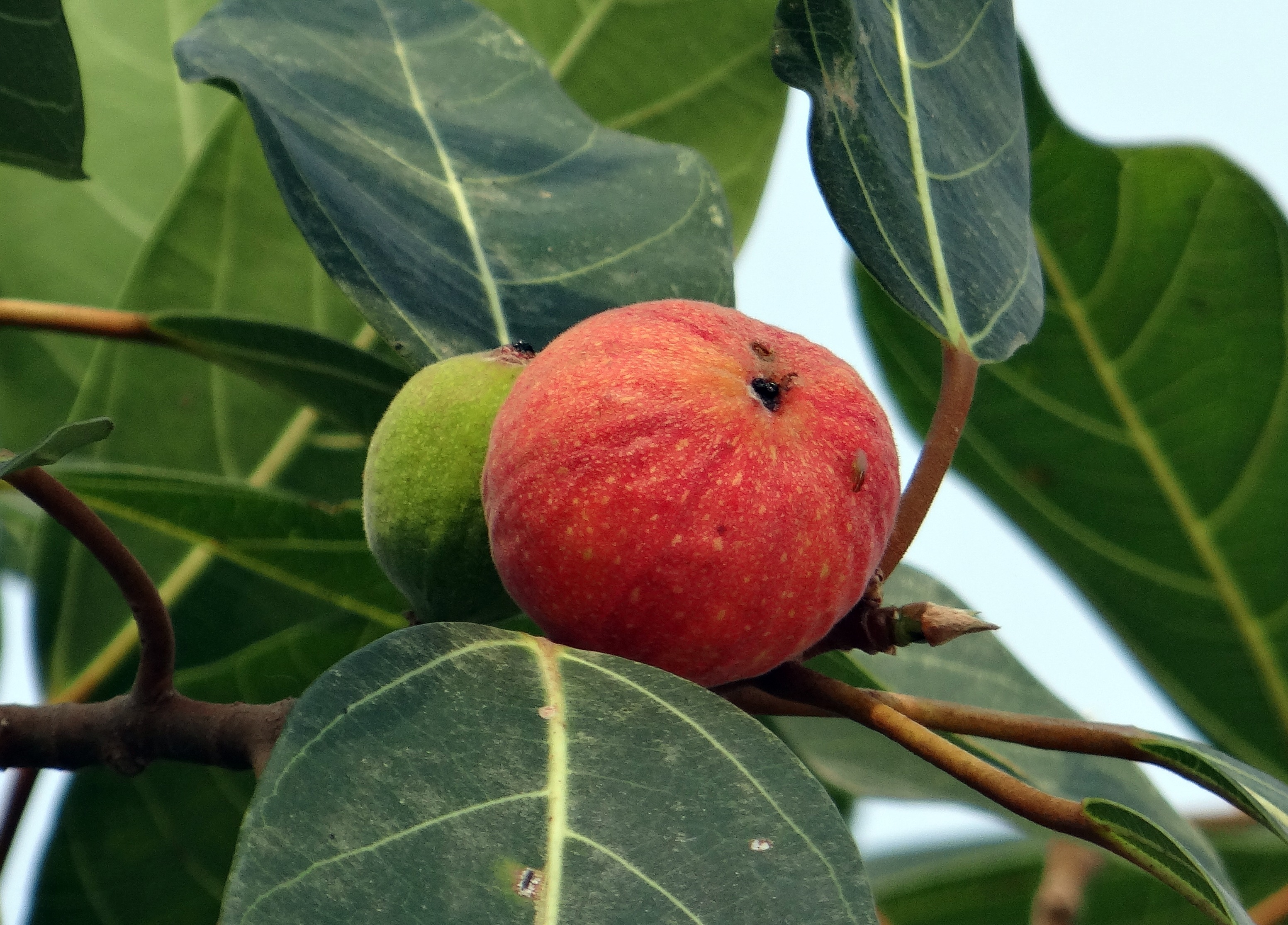 Fig Wild Red free image download
