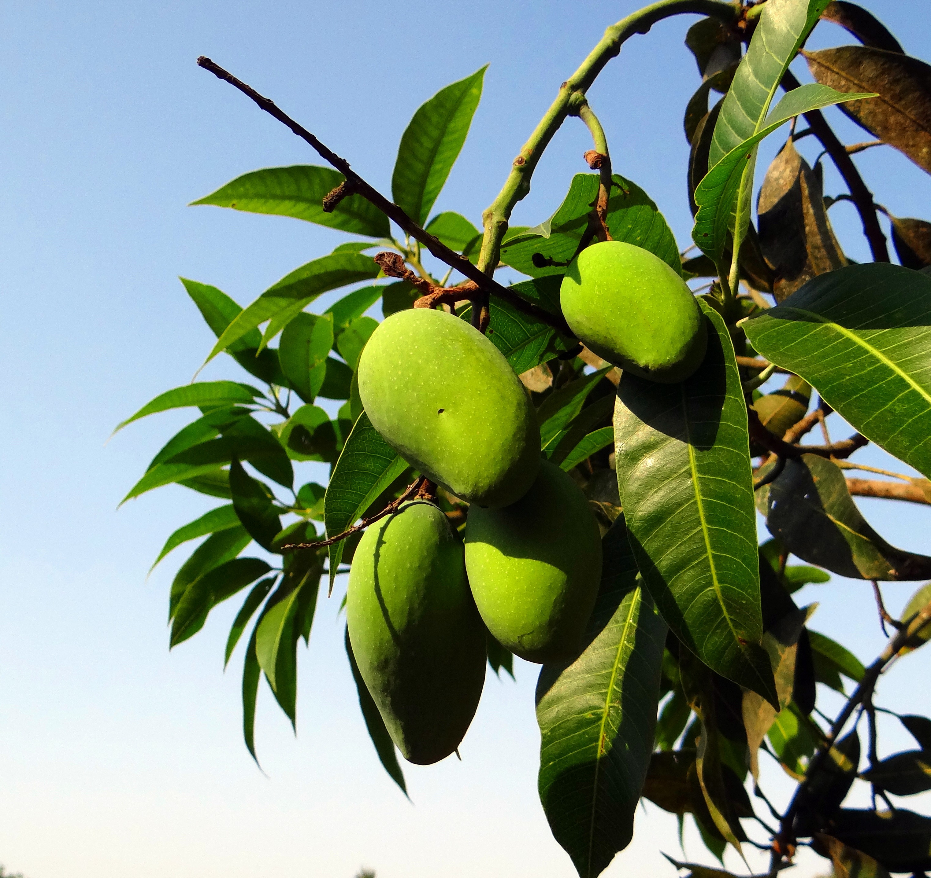 Mango Local Strain Late-Growing free image download