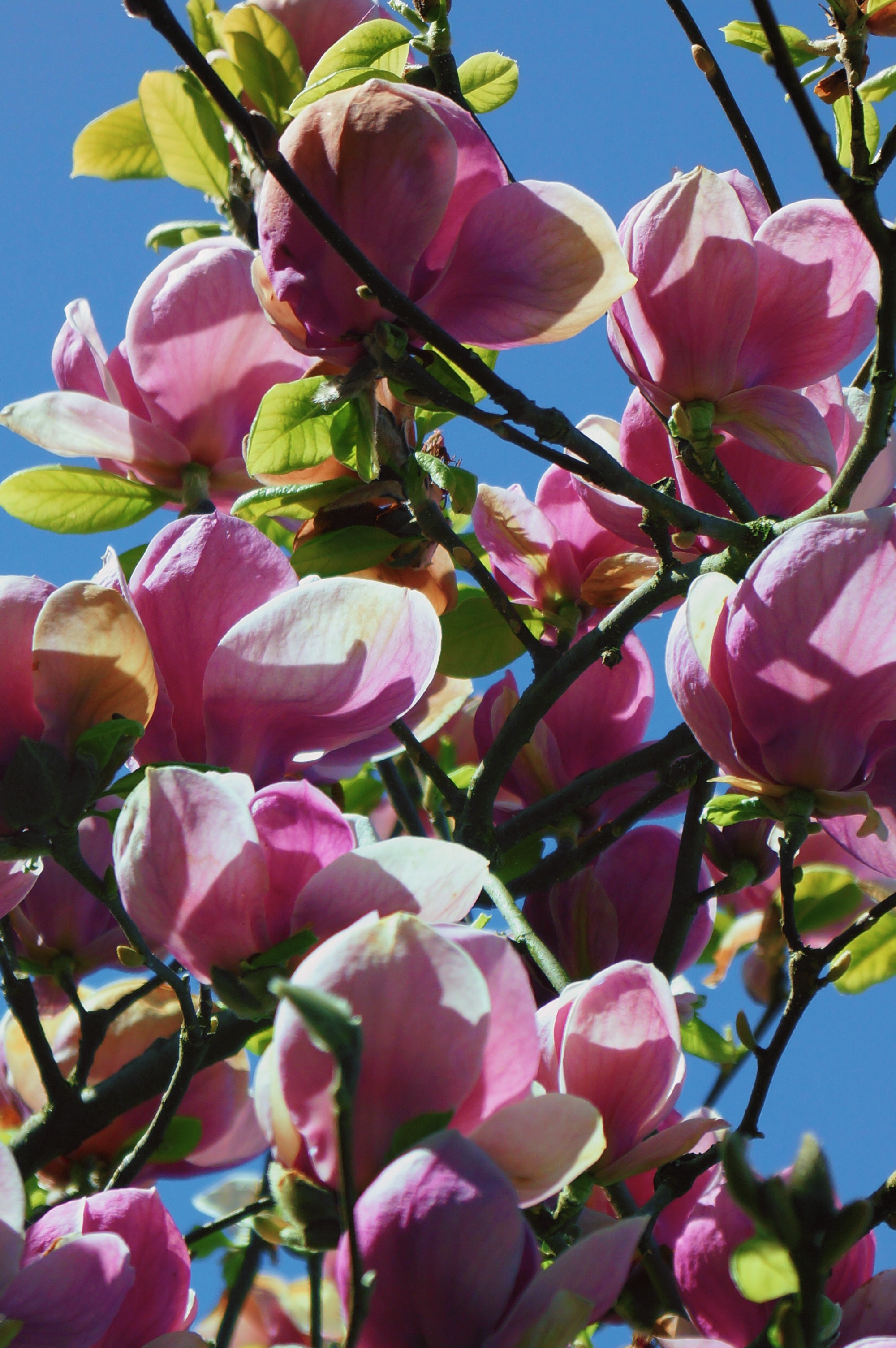 Magnolia Tree Blossom close-up on a sunny day free image download