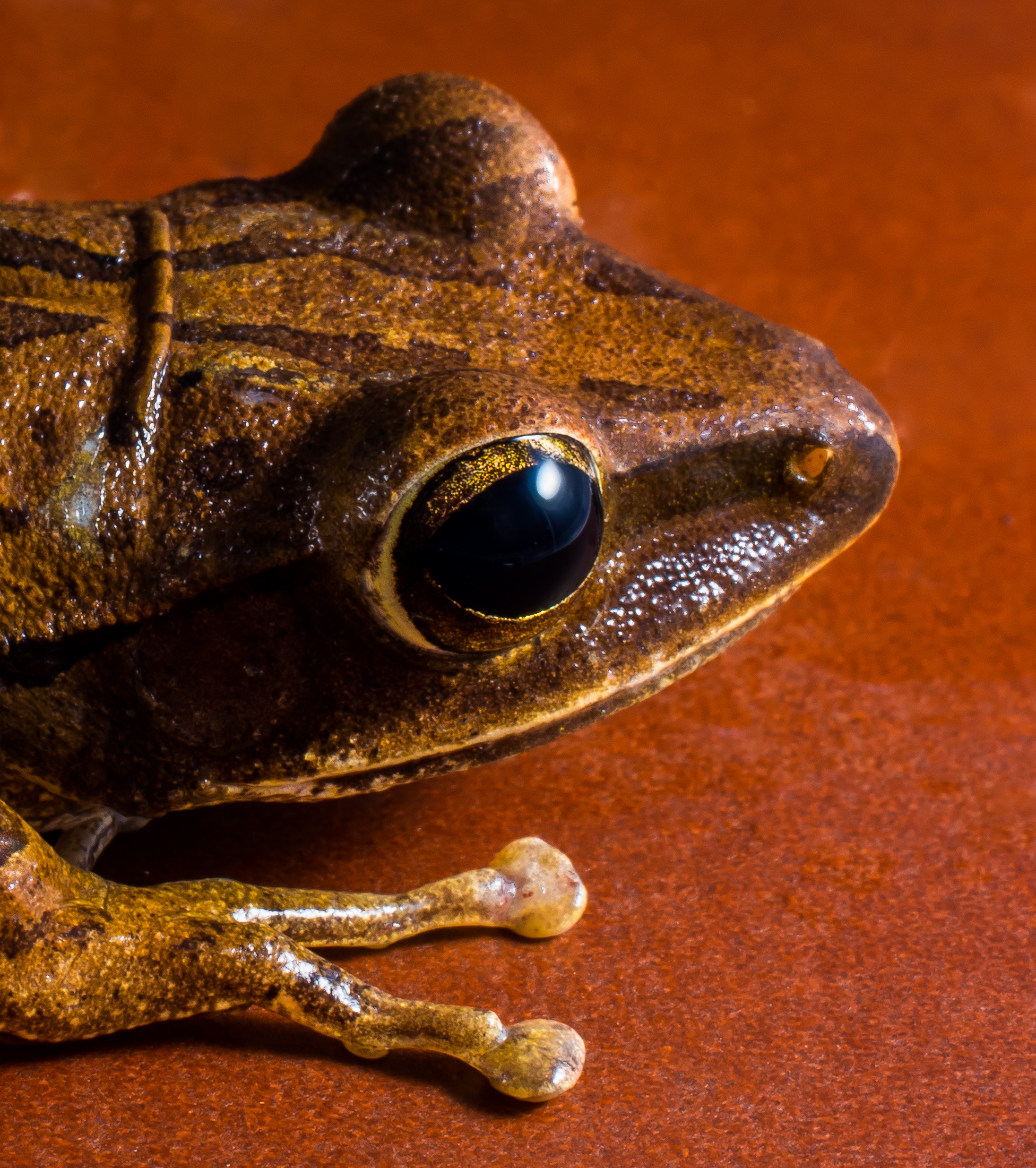 Tree Anuran Frog free image download