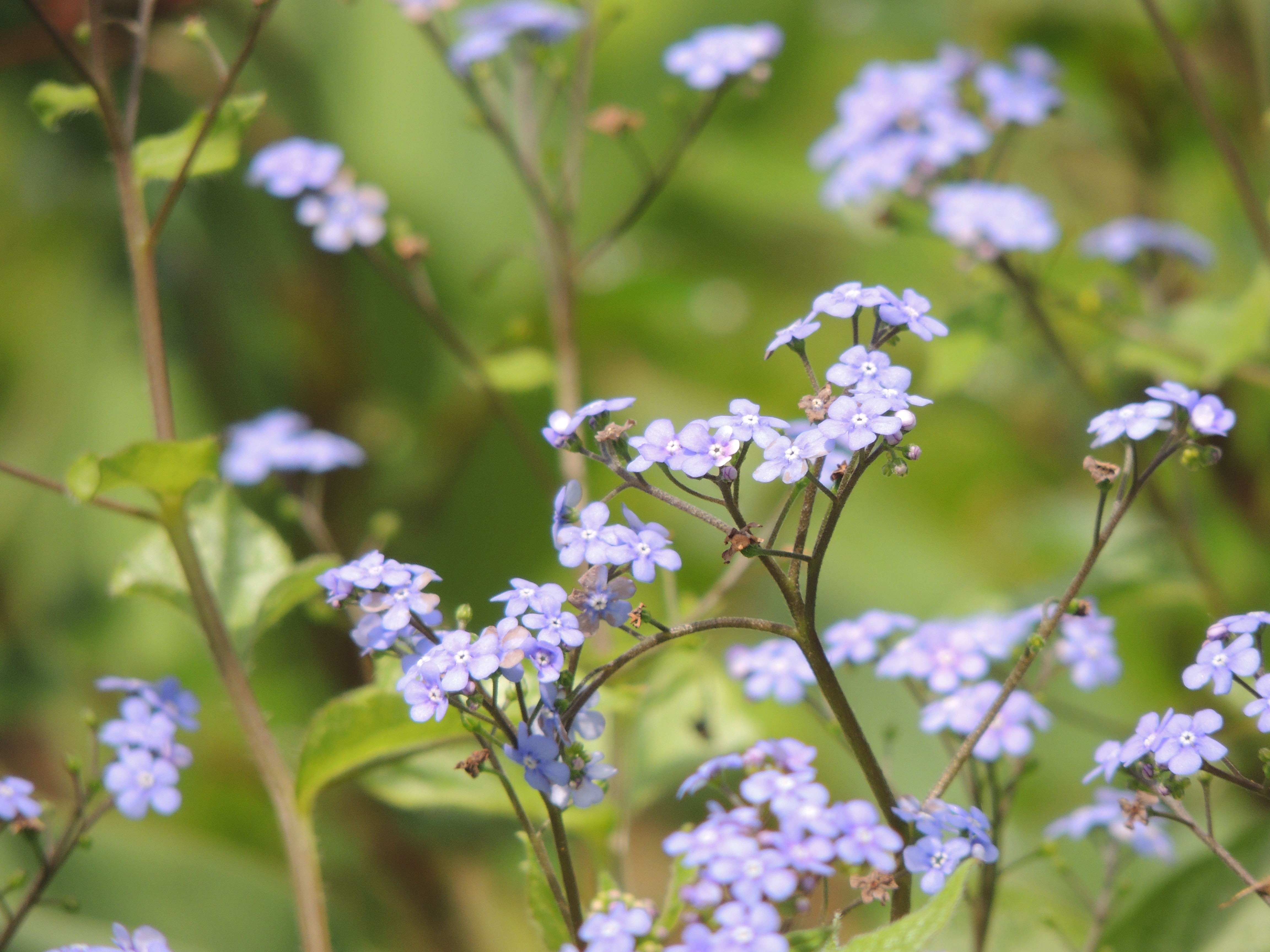 Close-up of the beautiful, blossoming, violet forget me not flowers ...