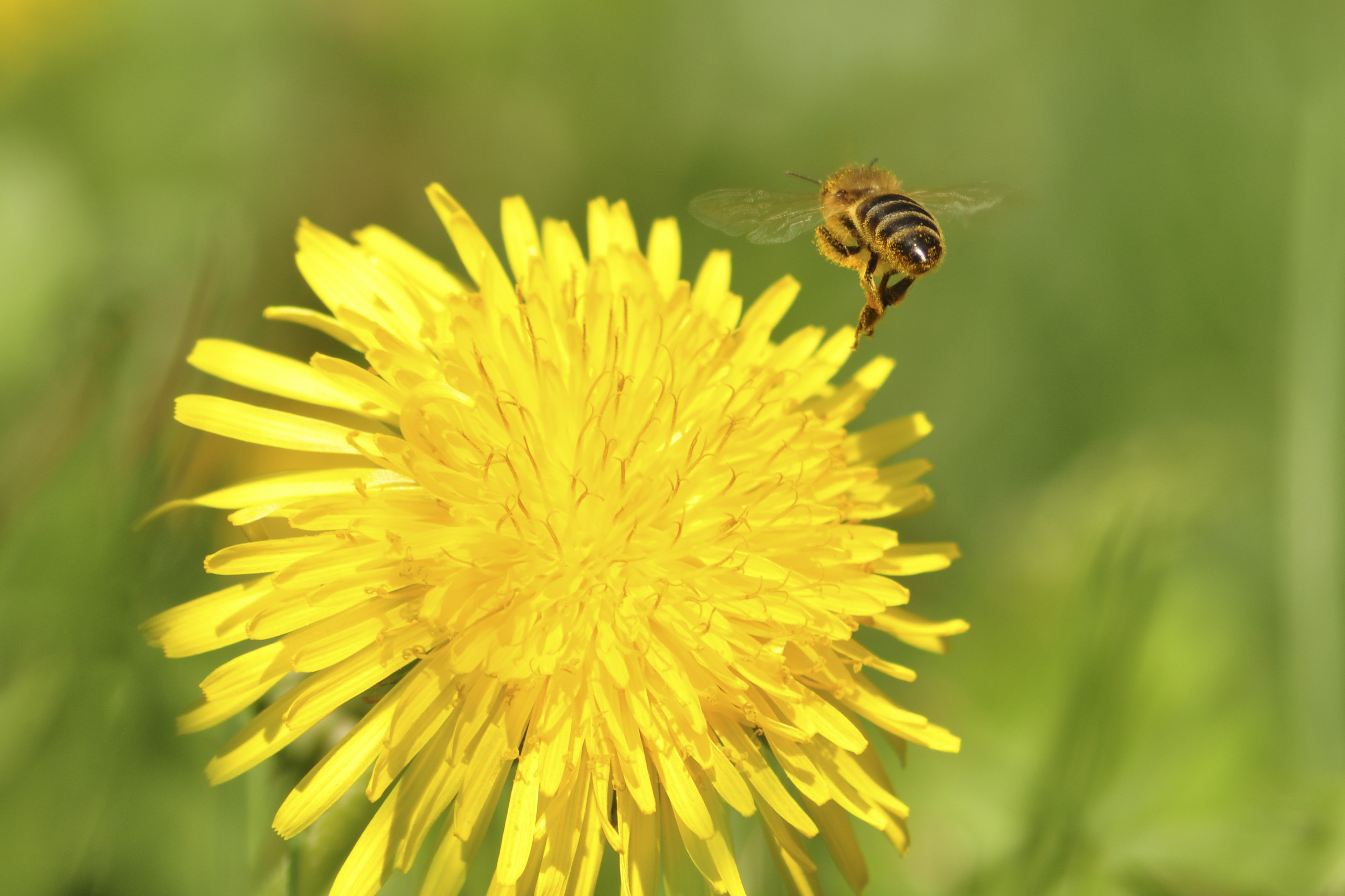 Bee on Dandelion Nuns Sonchus free image download