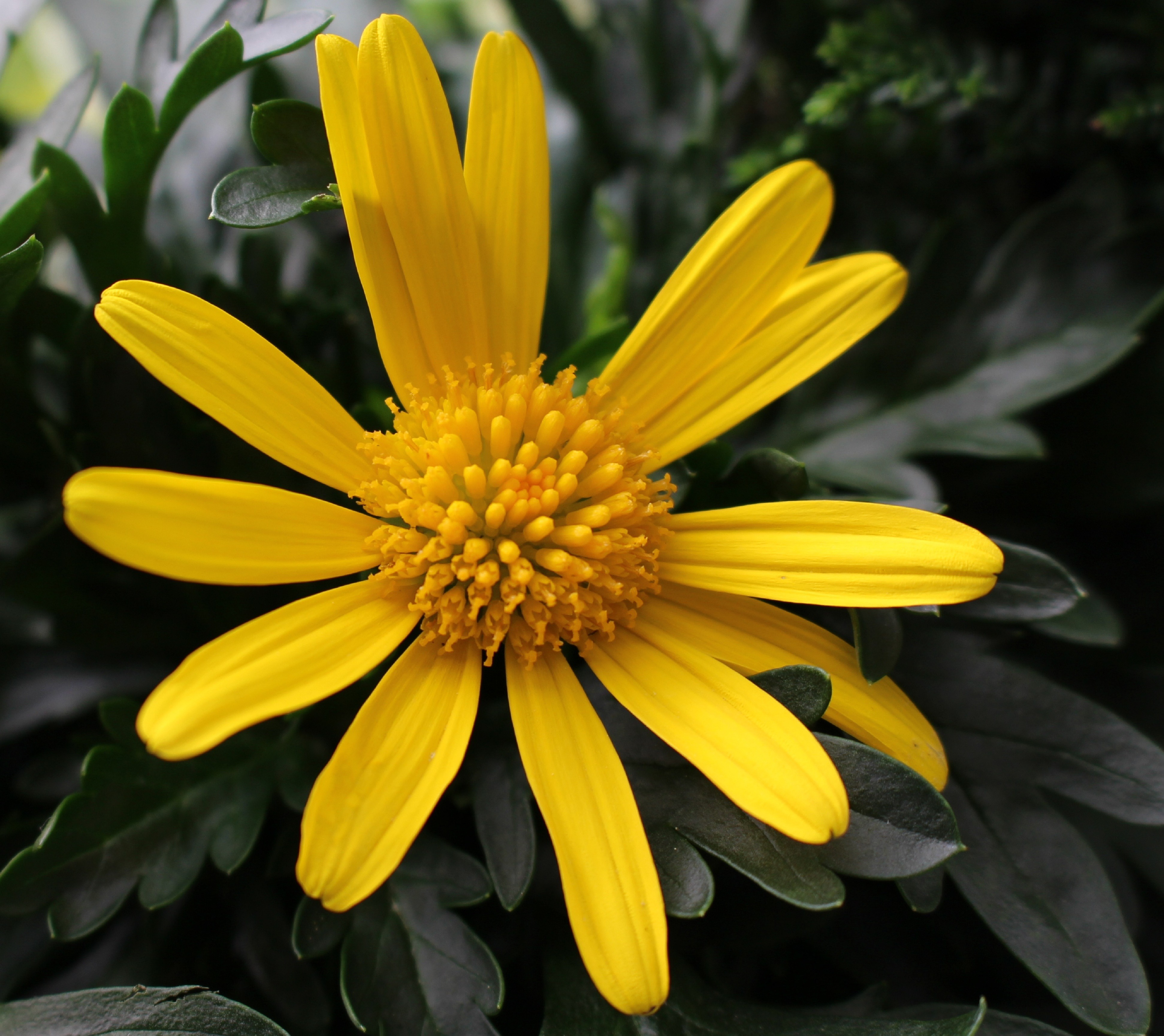 Marguerite yellow free image download