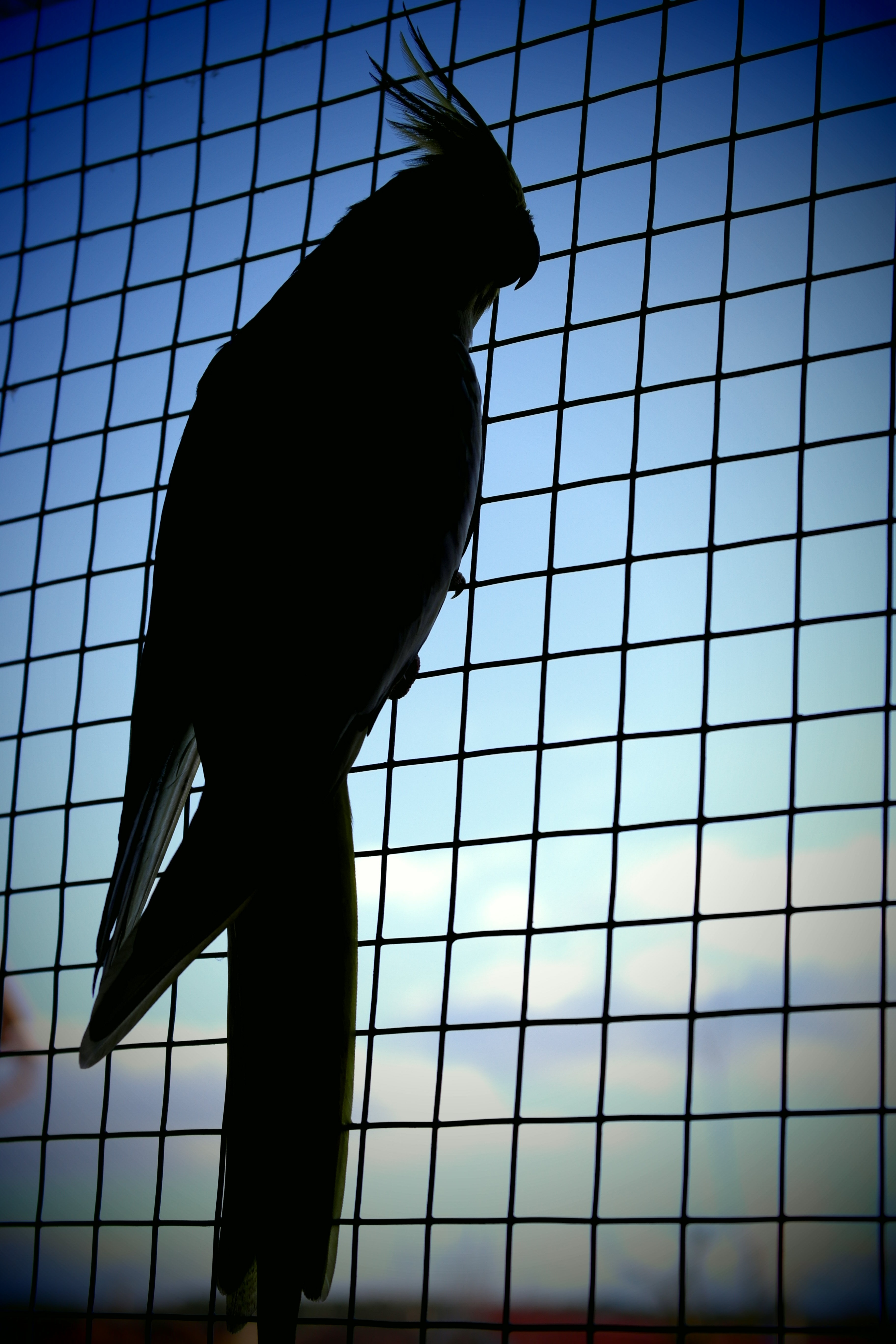 Parrot Shadow Captivity free image download