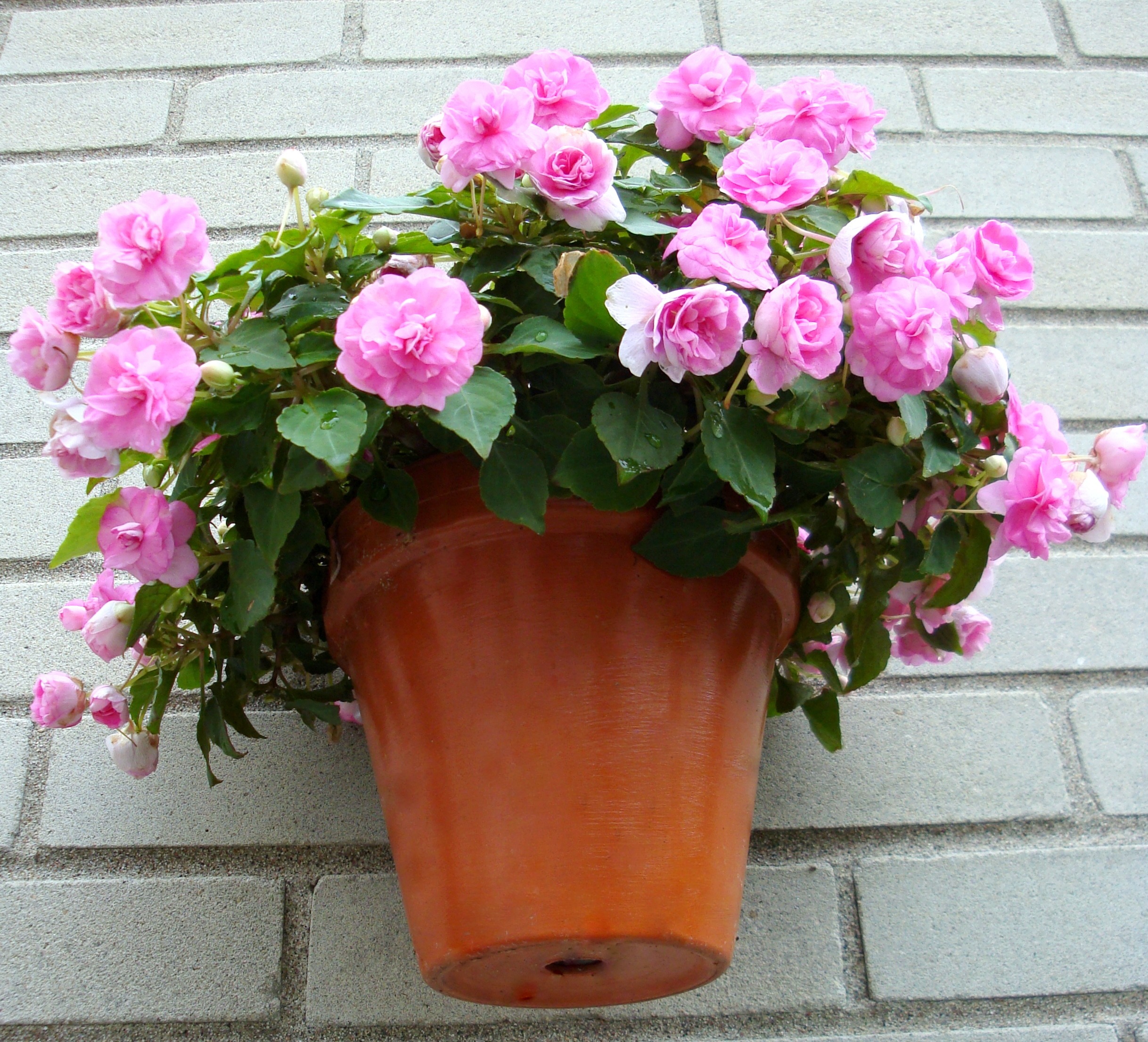 Pink Flowers in pot free image download
