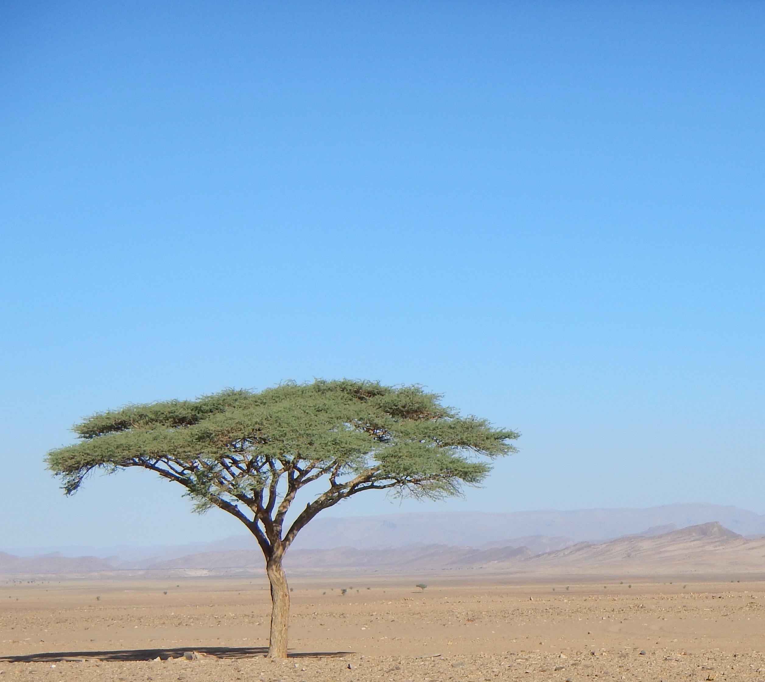 Tree Desert free image download