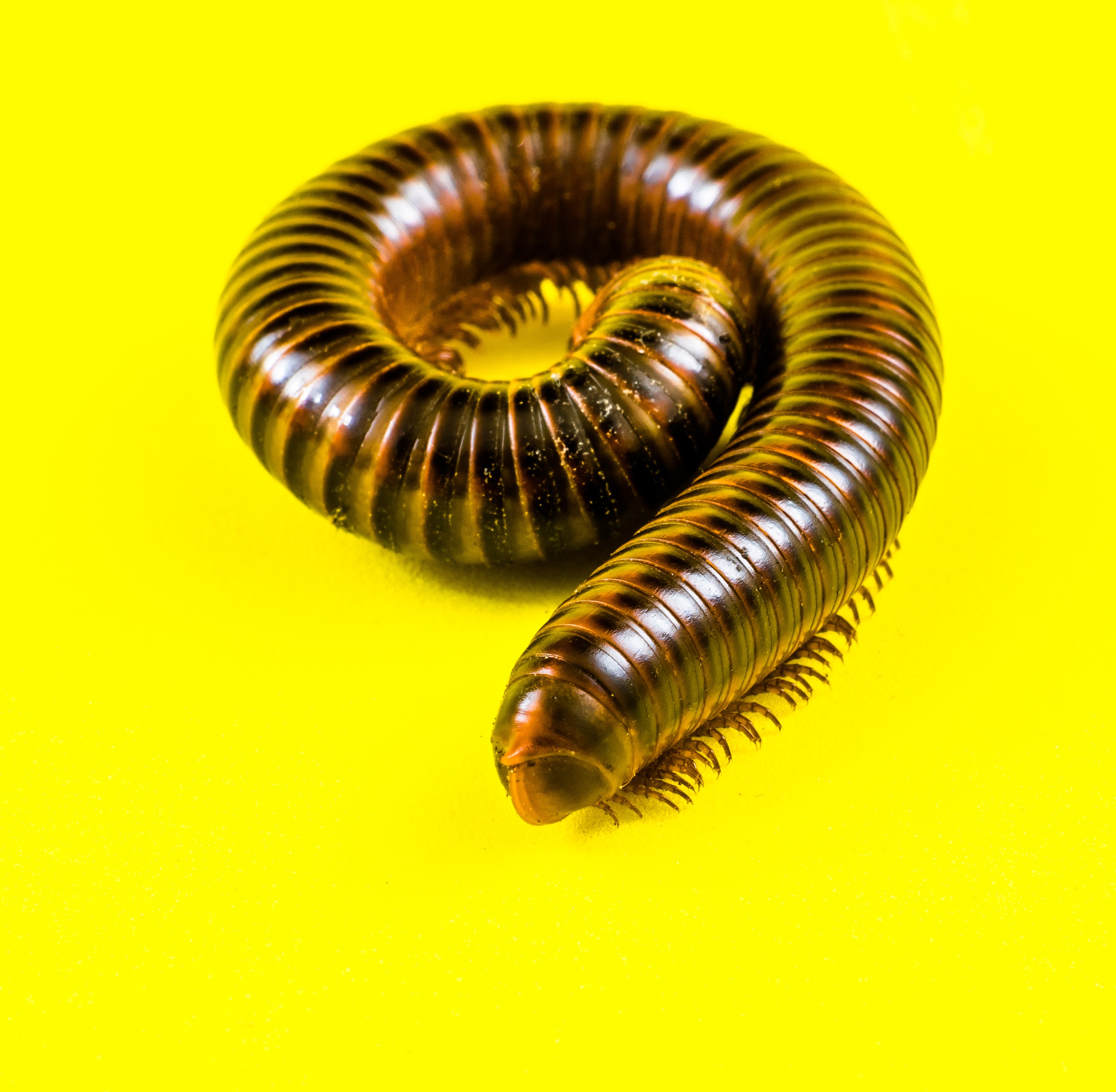 Big Giant Brown Centipede free image download