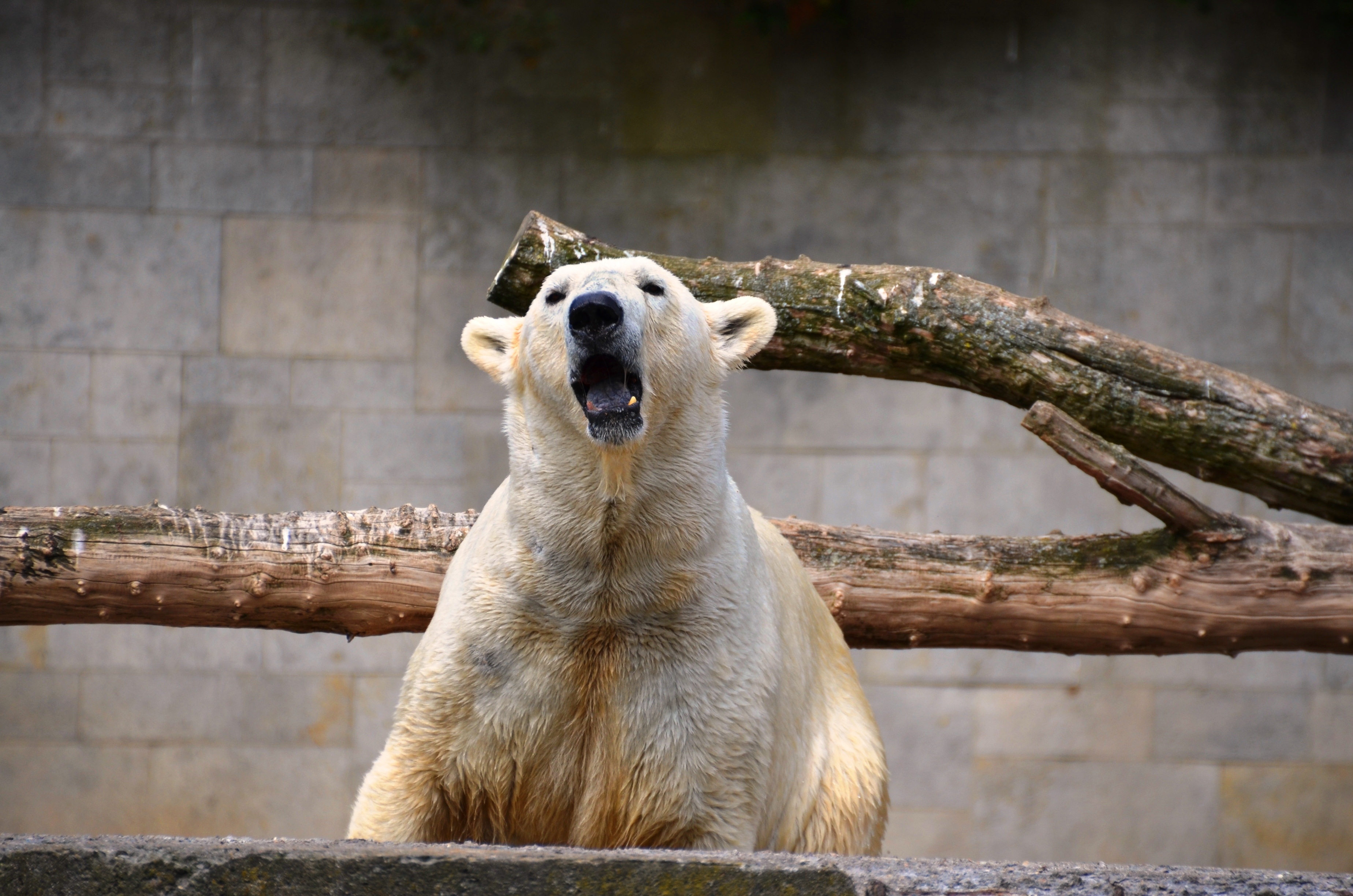 Polar Bear Roar Growl Ursus free image download