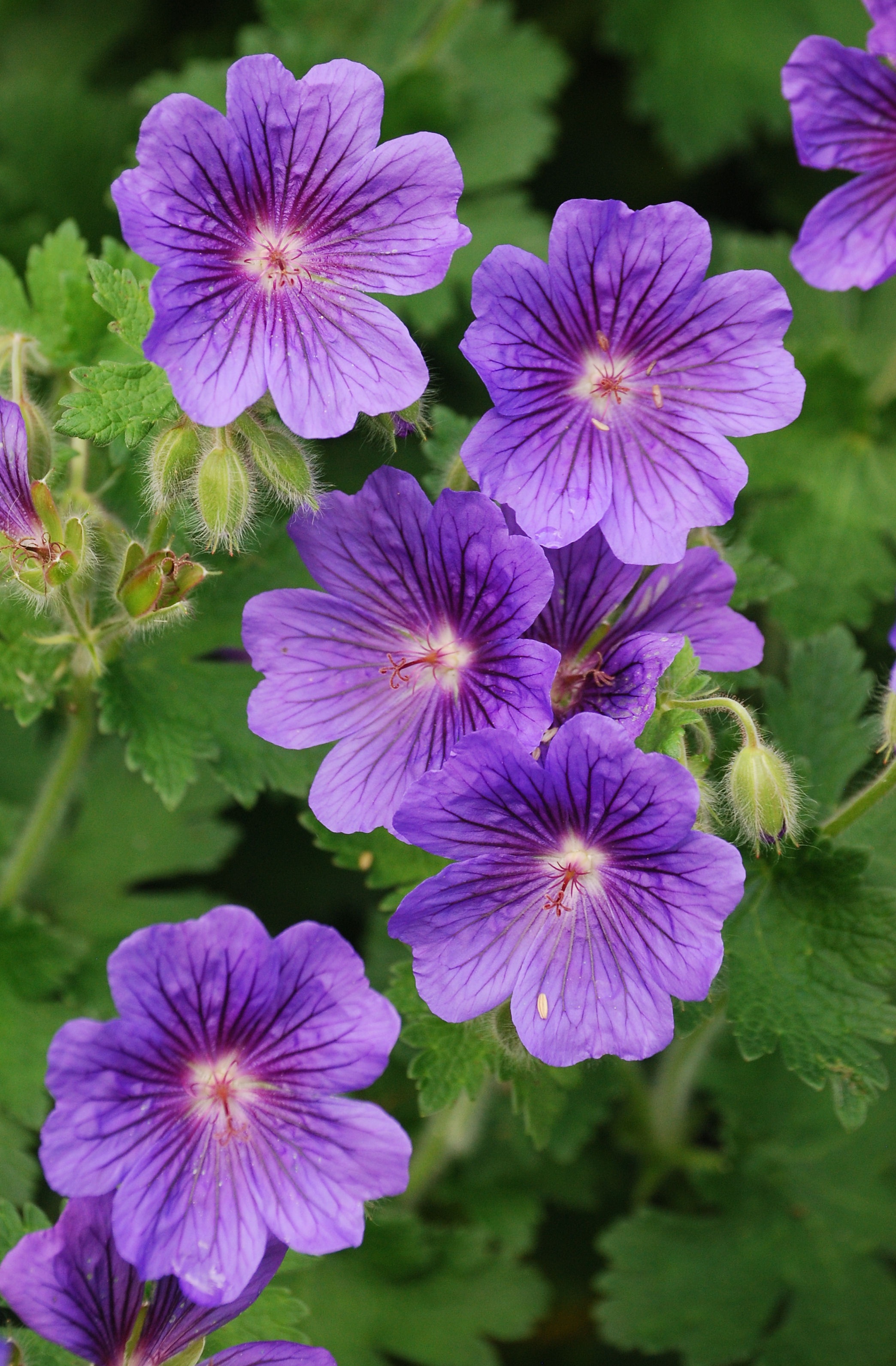 Geranium violet Flowers free image download
