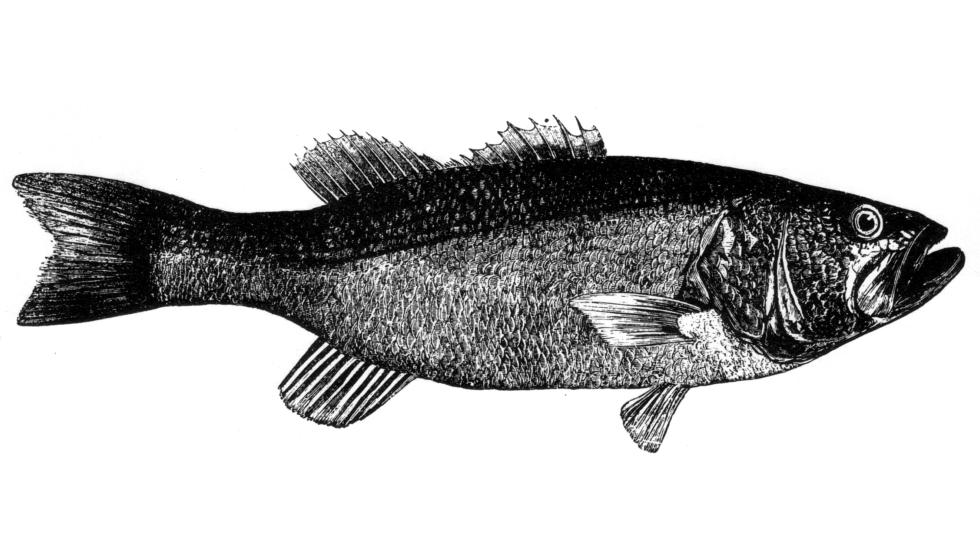 Bass fish large mouth bass free image download