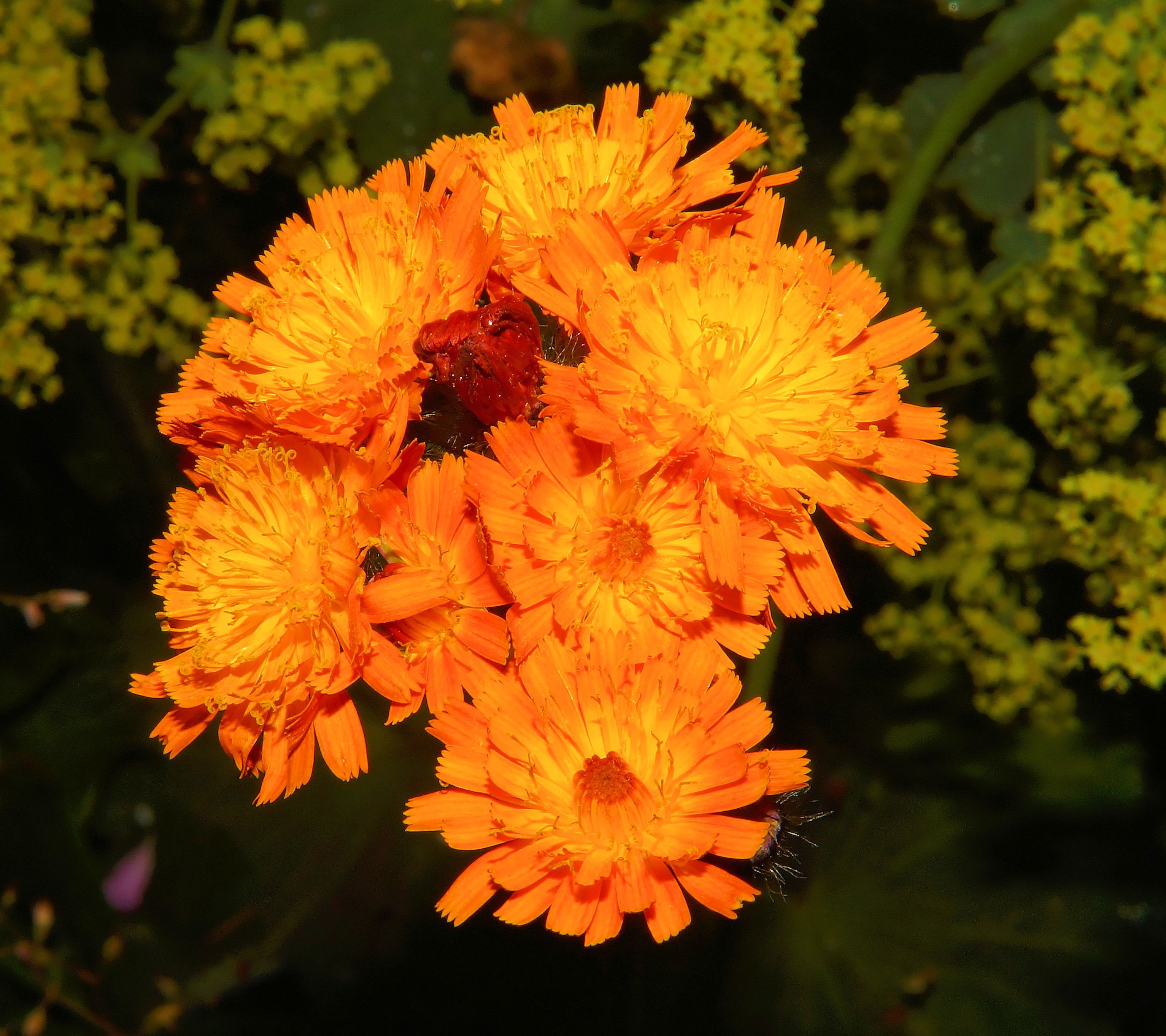 Fluffy orange flowers, close-up free image download