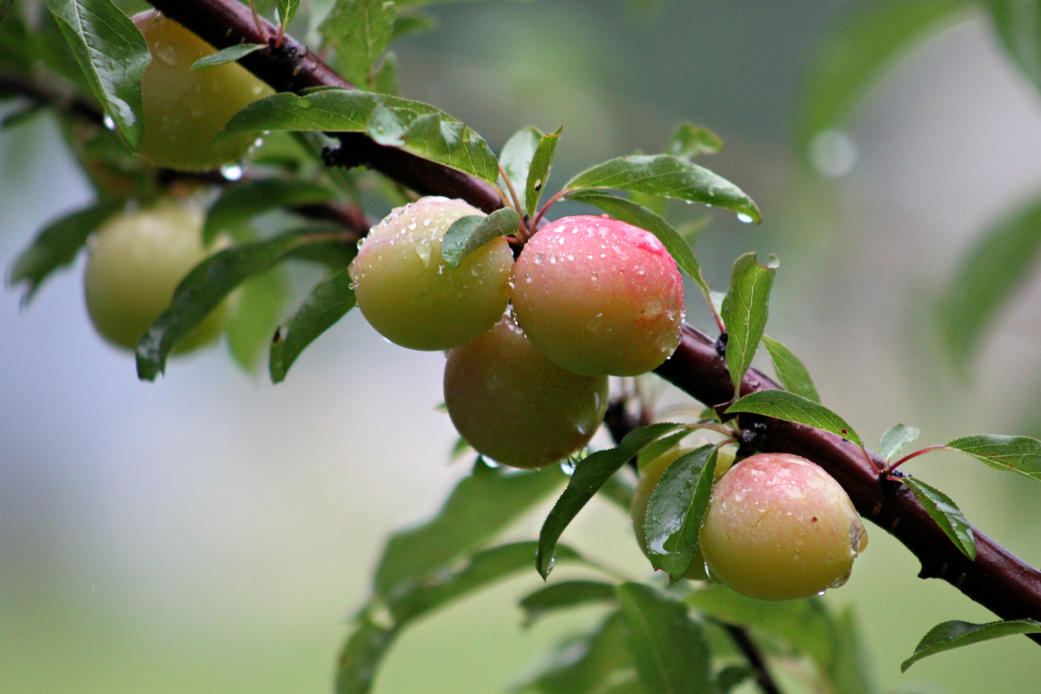 Wild Plums Plum free image download