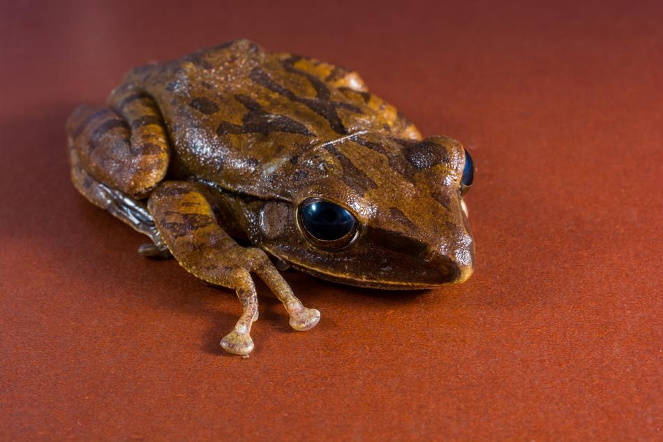 Tree Frog Anuran free image download