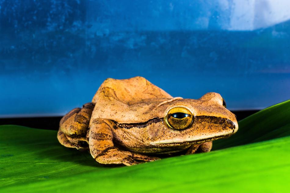 Tree Frog Anuran free image download
