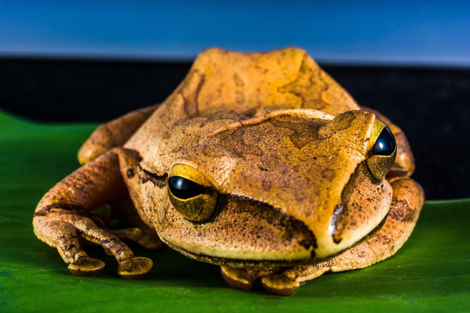 Tree Frog Anuran free image download