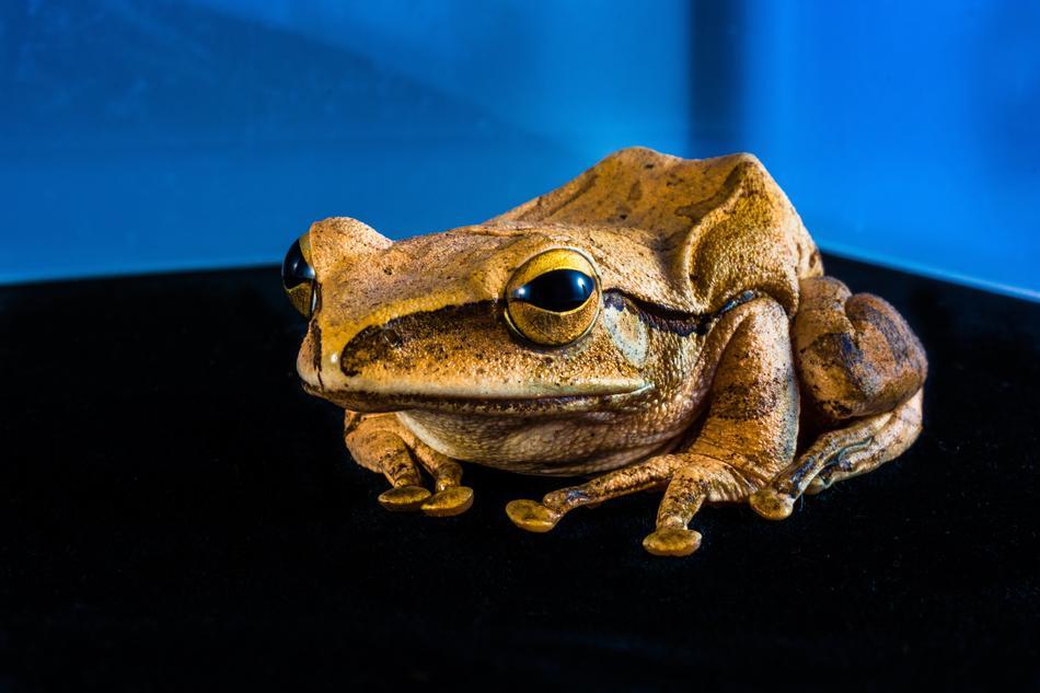 Tree Frog Anuran free image download