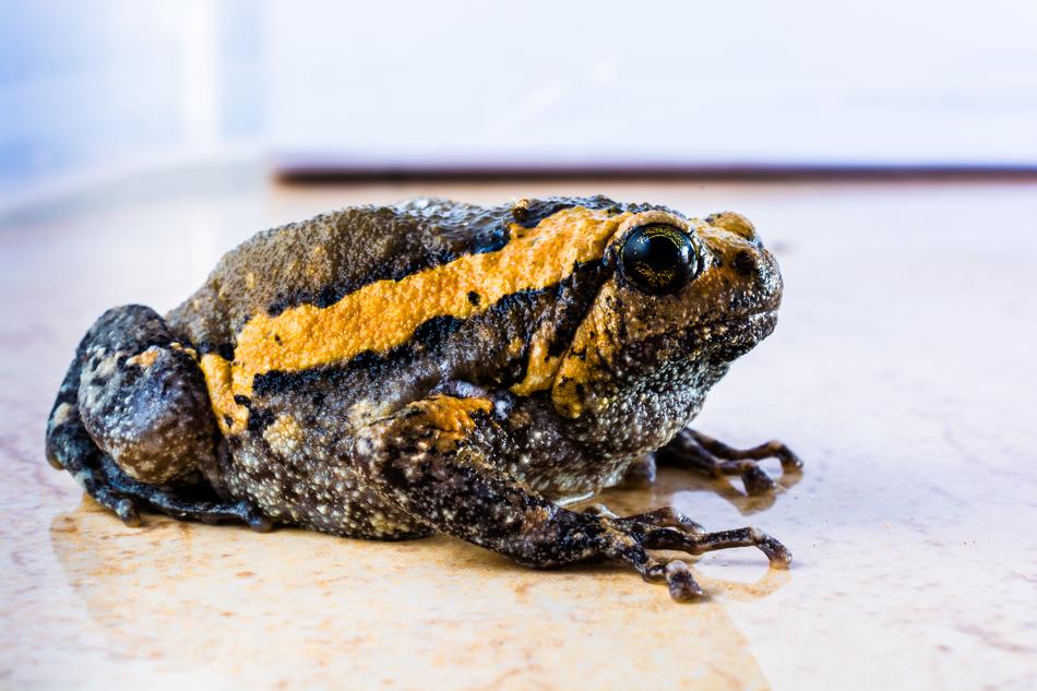 Toad Anuran Frog free image download