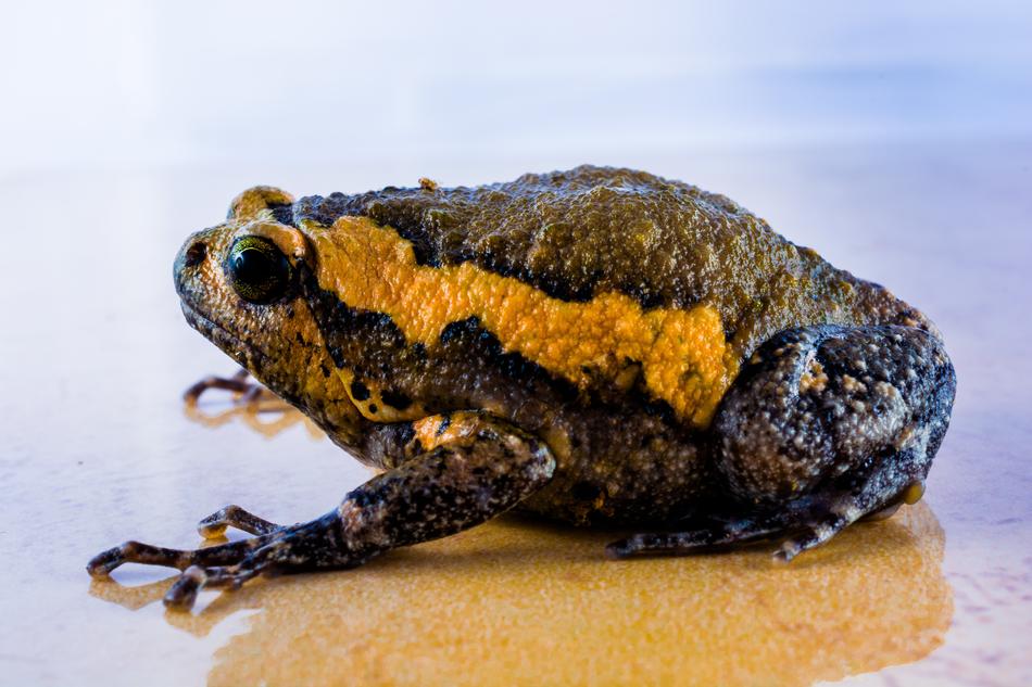 Toad Anuran Frog free image download