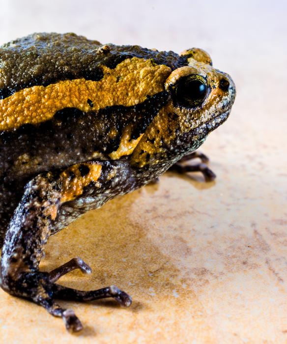 Toad Anuran Frog free image download