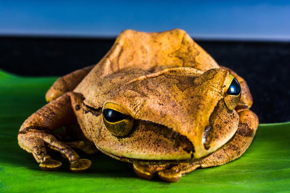 Tree Frog Anuran free image download