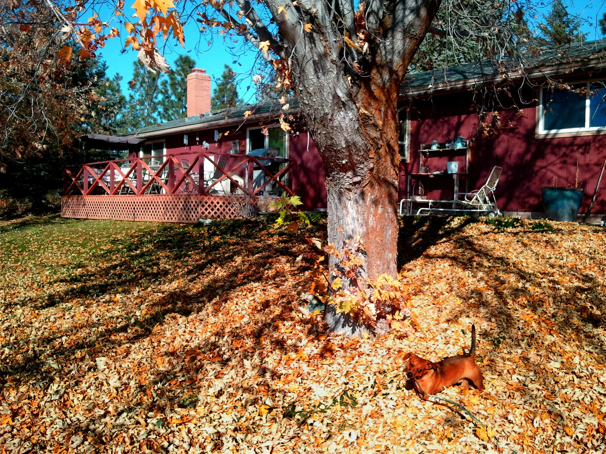 Backyard Dachshund Fall free image download