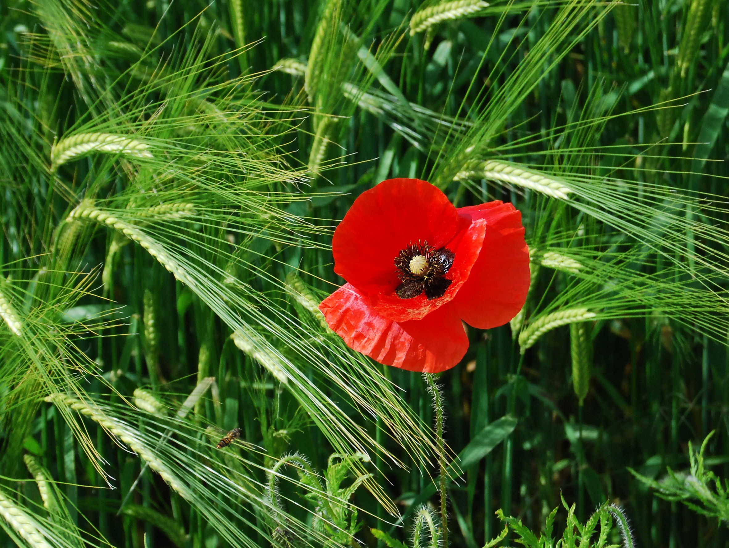Poppy Red Barley free image download