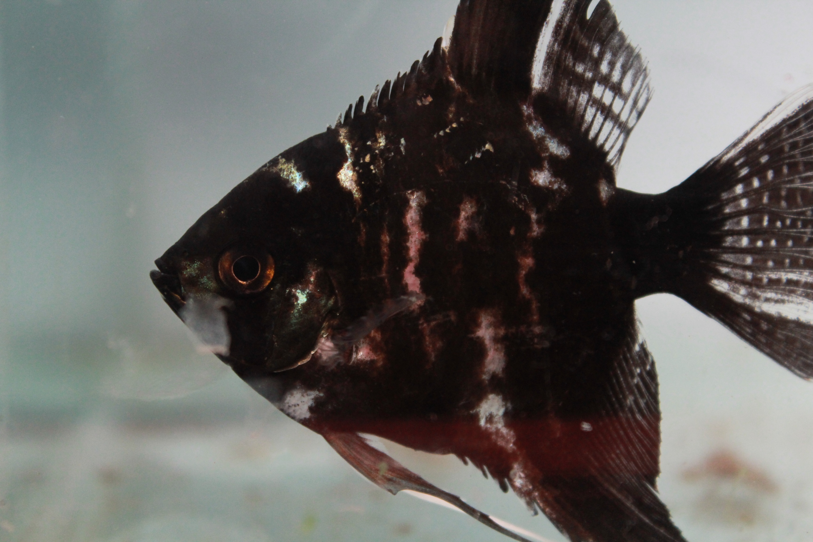 Black Tank Fish free image download