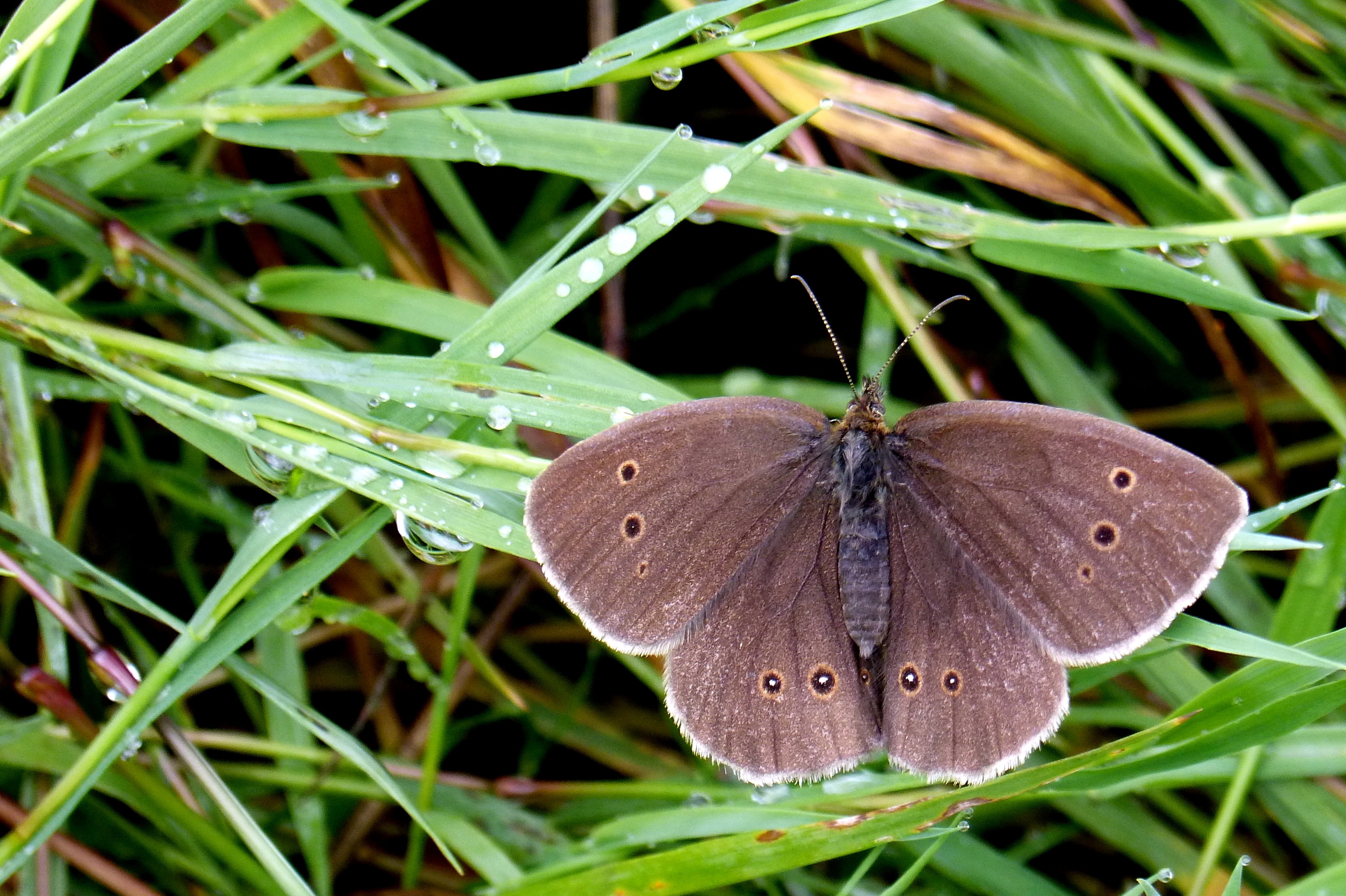 Butterfly Chimney Sweep Satyrinae free image download