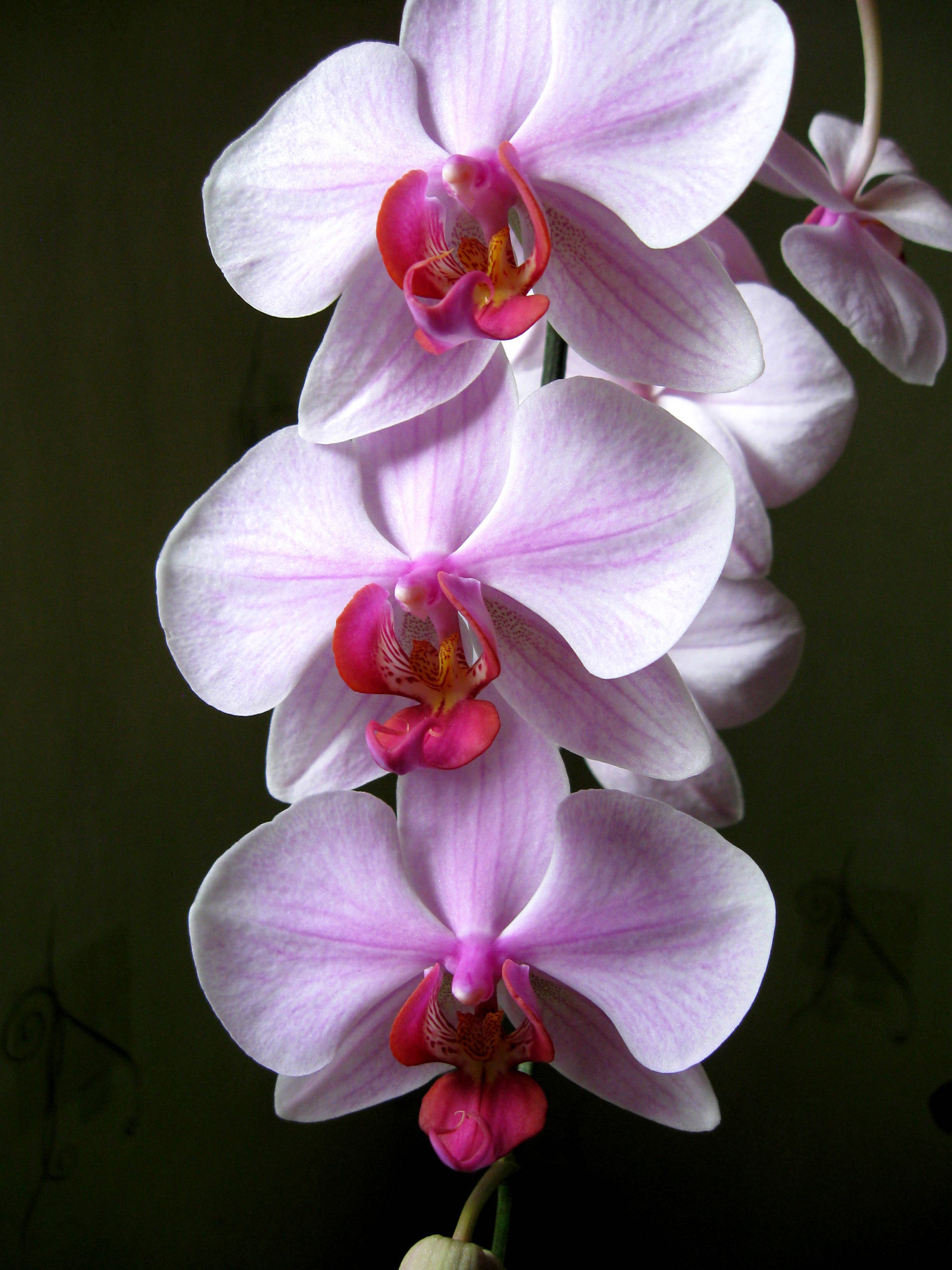 Flowers tilted downward free image download